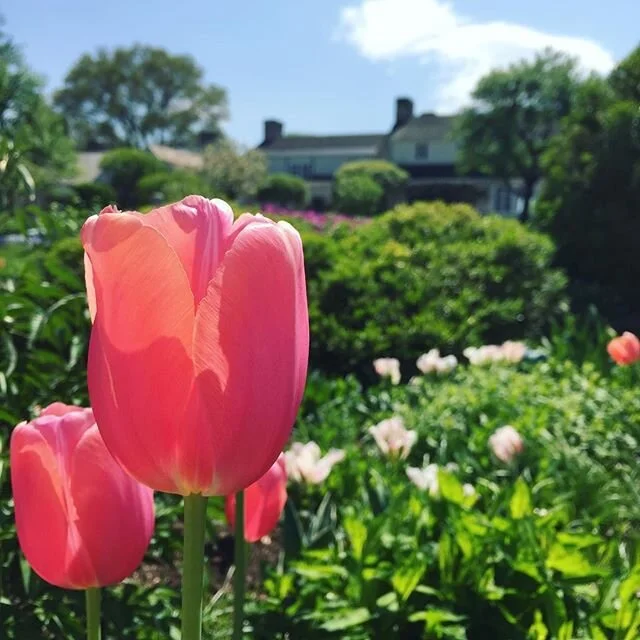 Oak Spring Garden Foundation - The World's Sexiest Plants