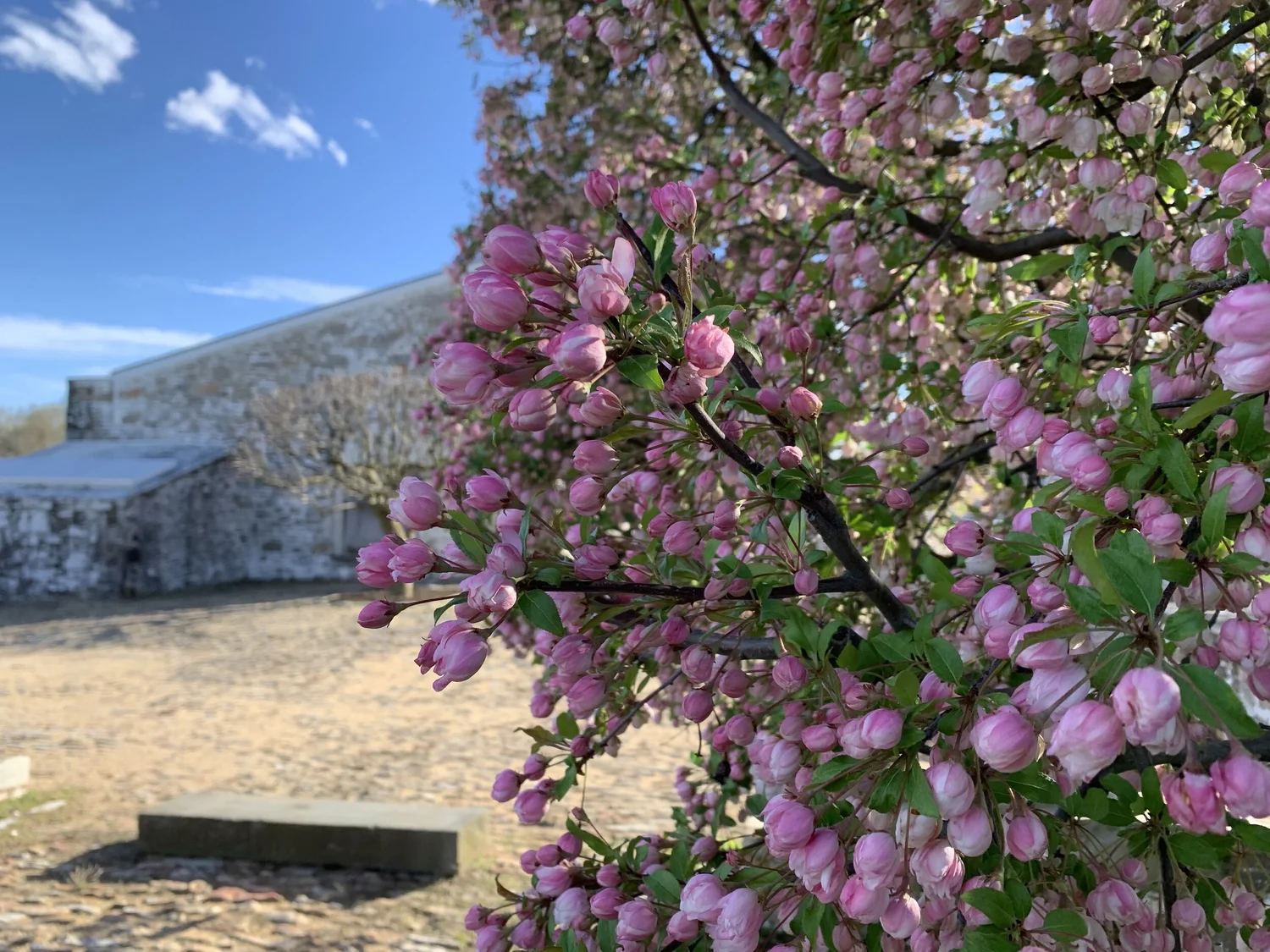 Oak Spring Garden Foundation - Oak Spring Virtual Garden