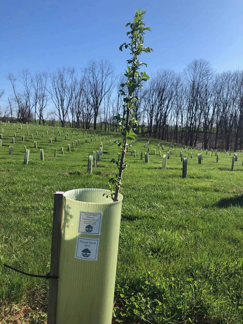 Oak Spring Garden Foundation - Oak Spring's Special Trees