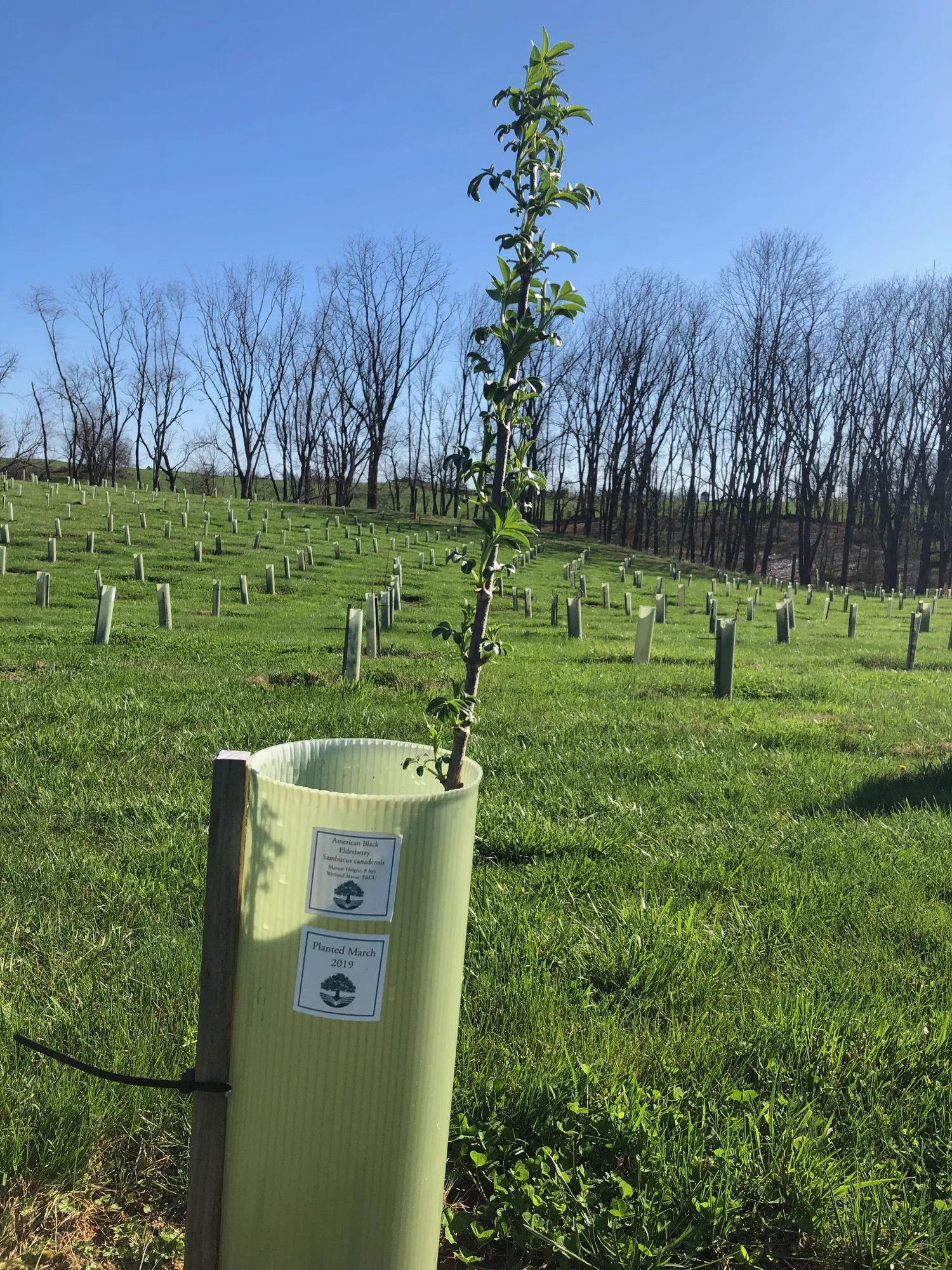 Oak Spring Garden Foundation - Oak Spring's Special Trees
