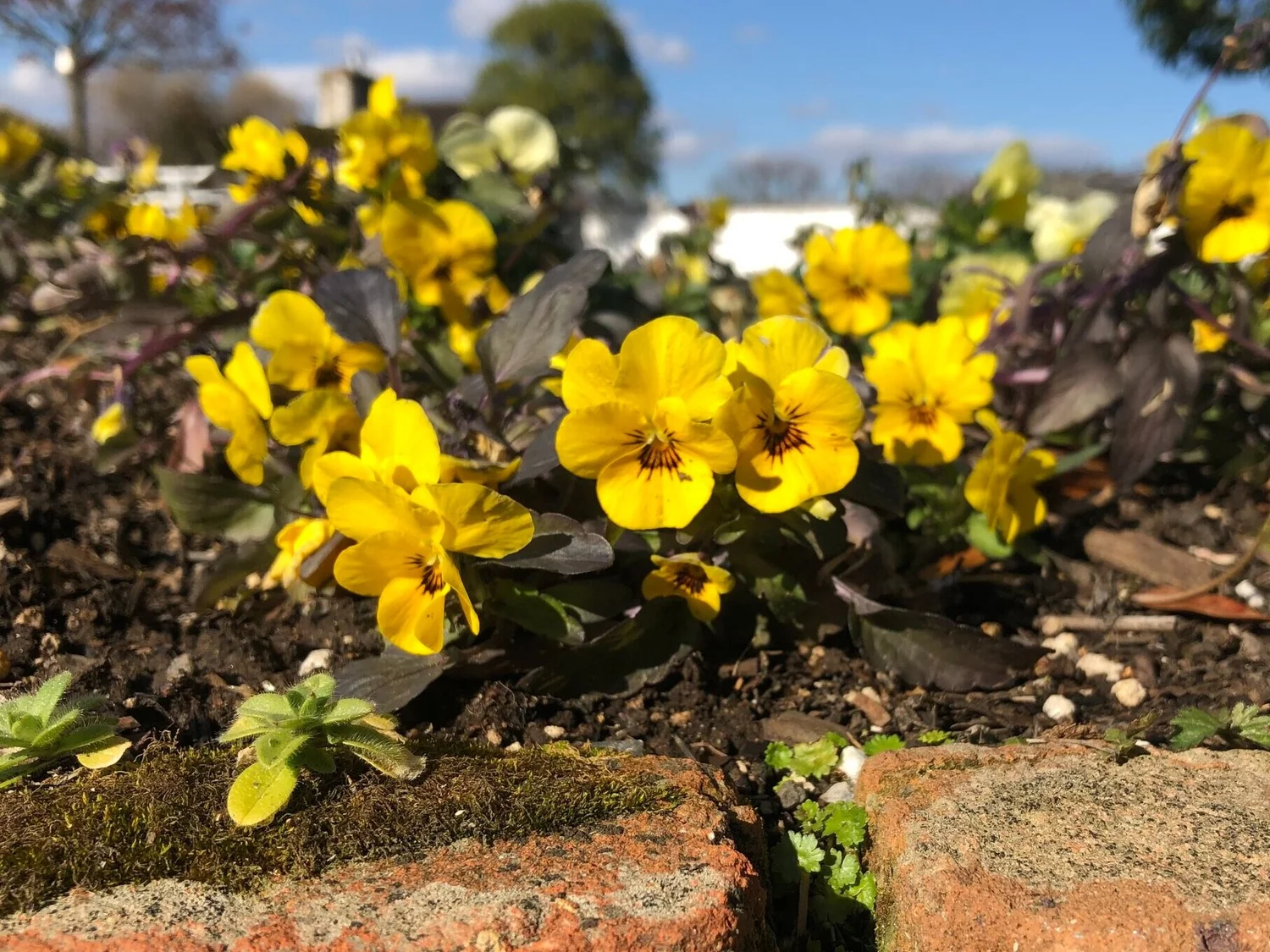 Oak Spring Garden Foundation - Flower Power: Flower Symbolism in LGBTQ+ ...