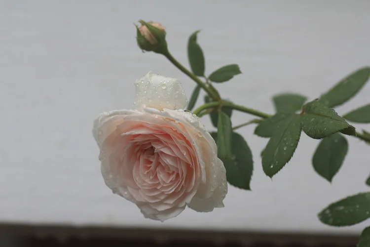 Oak Spring Garden Foundation - Flower Power: Flower Symbolism in LGBTQ+ ...