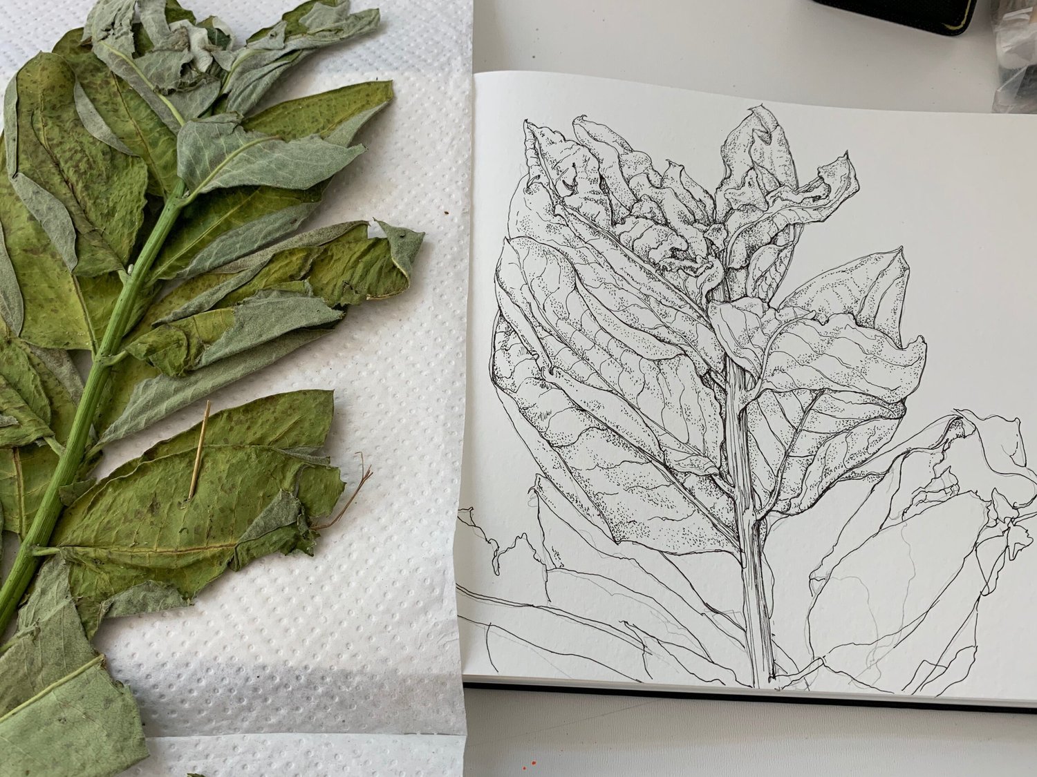 Oak Spring Garden Foundation - Of Birds and Meadows: Q&A with artist ...