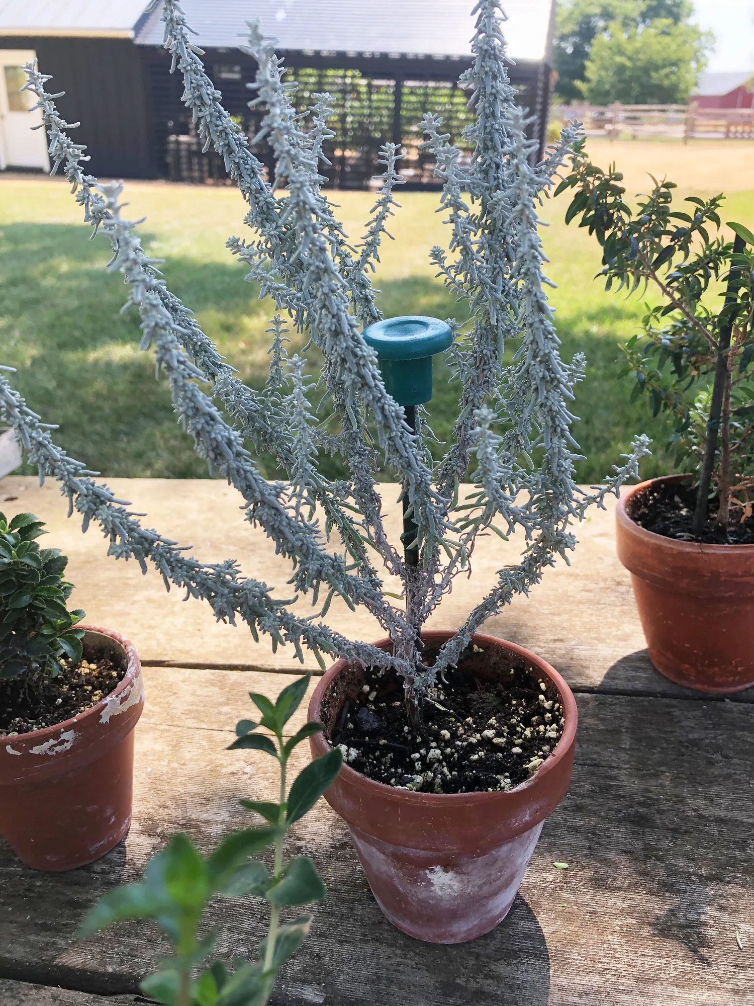 Oak Spring Garden Foundation - How to Start an Herb Tree