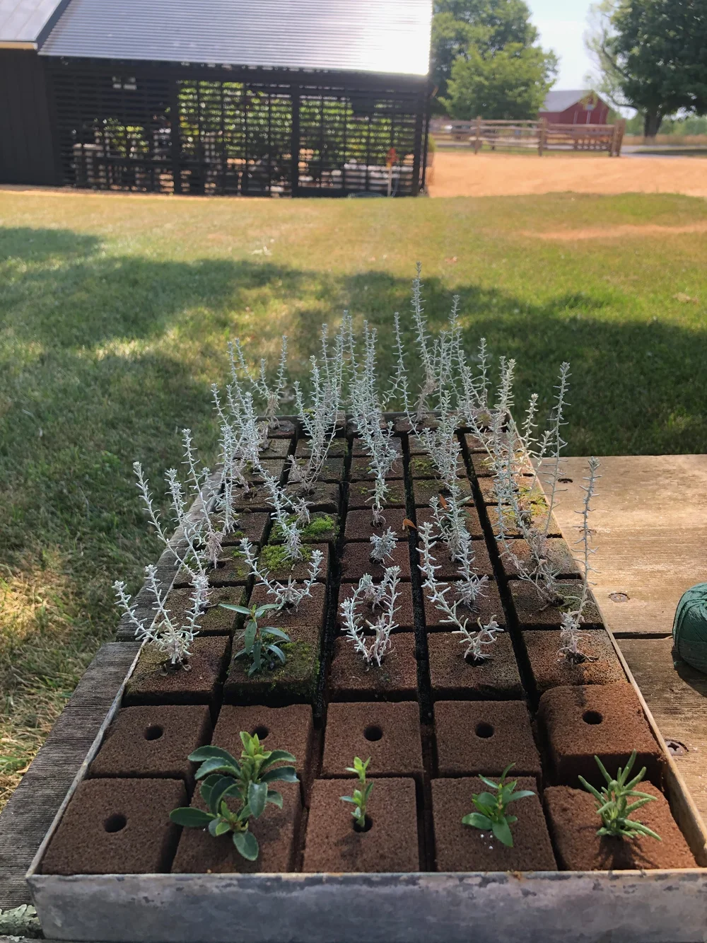 Oak Spring Garden Foundation - How to Start an Herb Tree