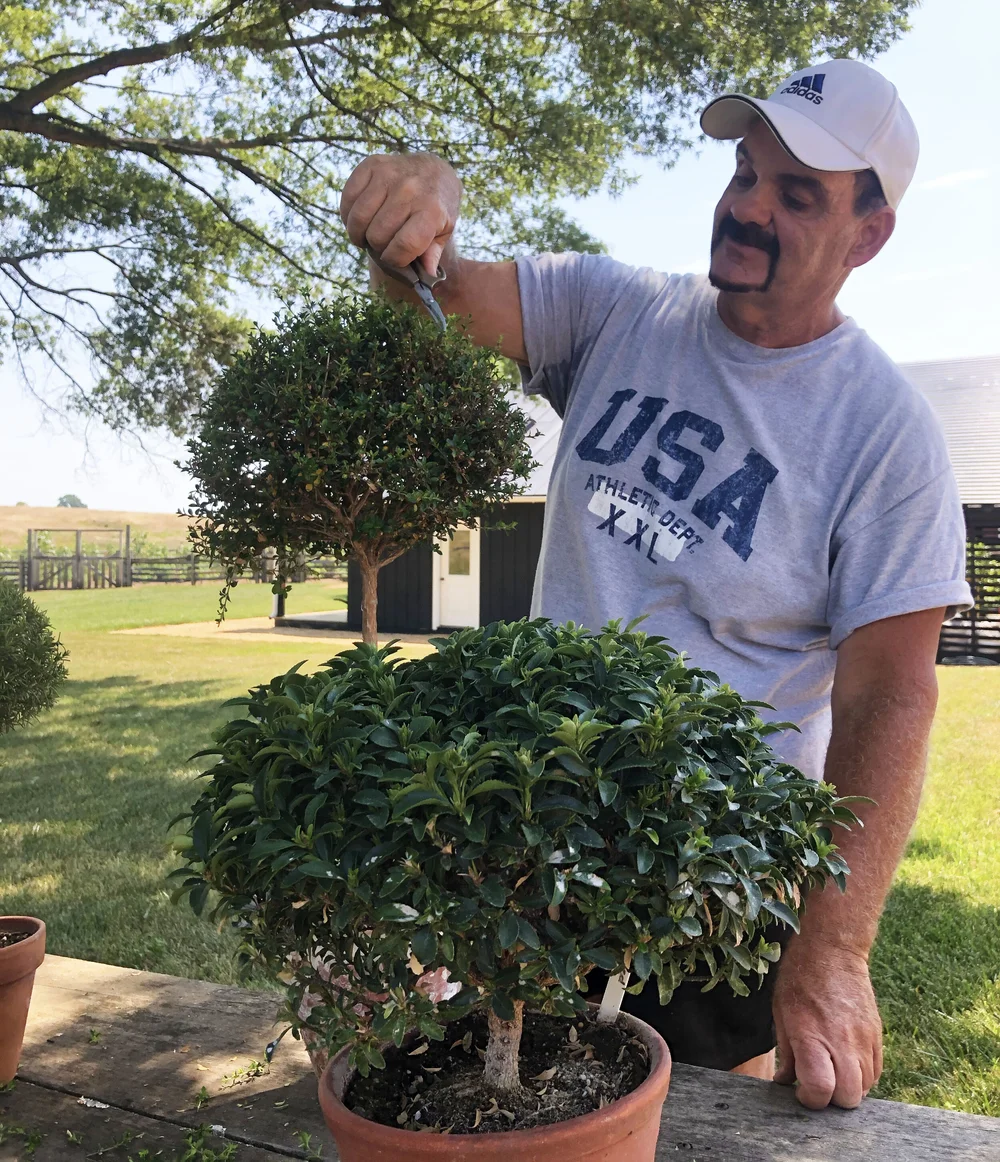 Oak Spring Garden Foundation - How to Start an Herb Tree