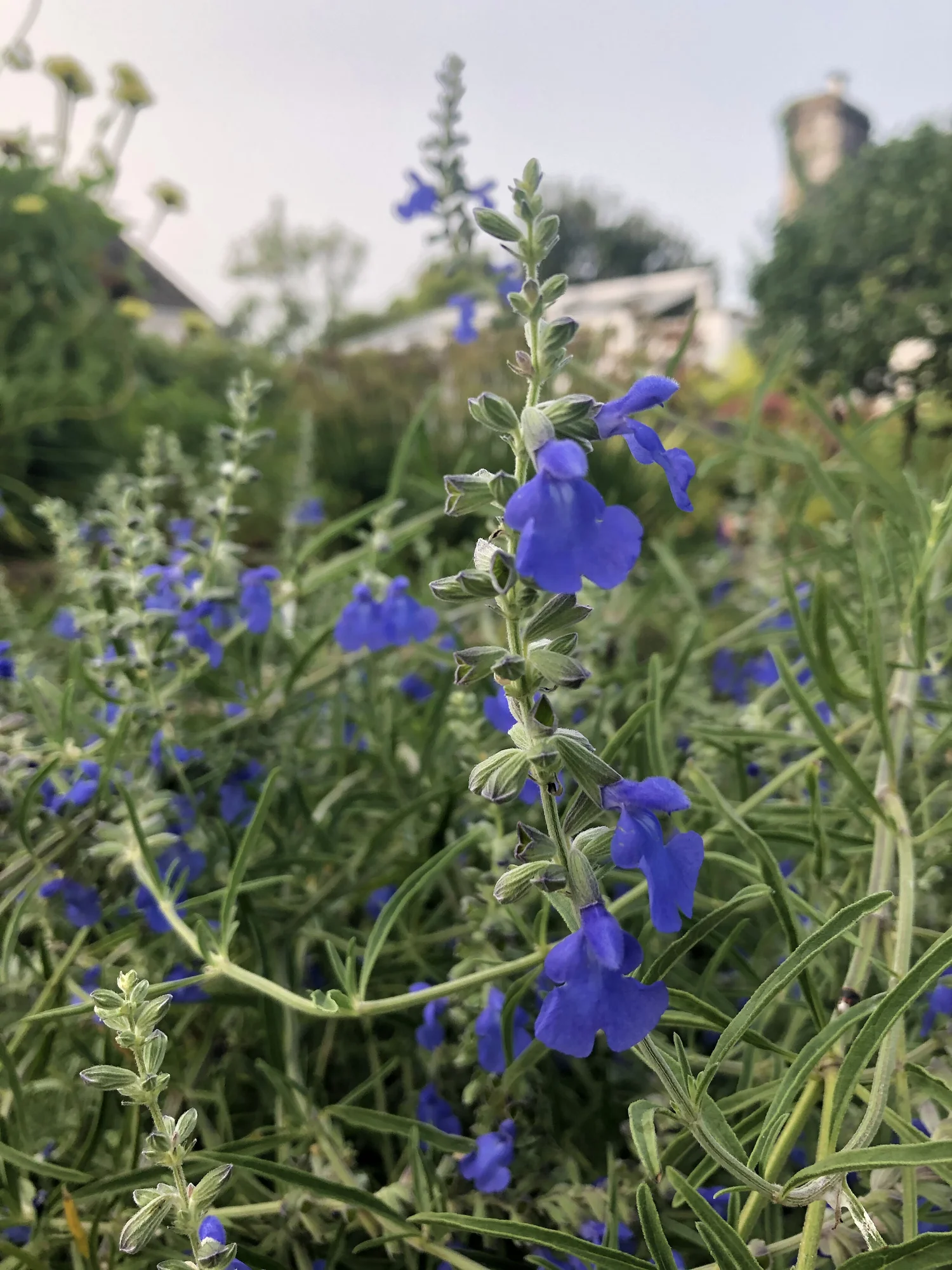 Oak Spring Garden Foundation - Native Flowers for the Late-Season Garden