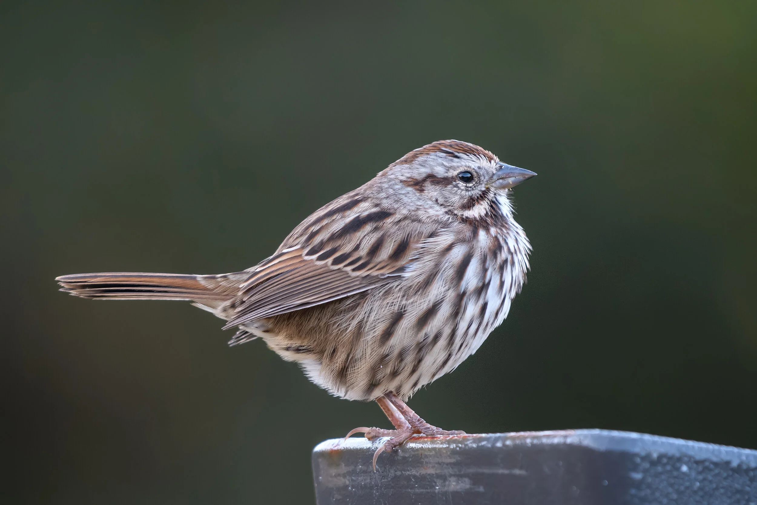 Oak Spring Garden Foundation - Virtual Bird Walk Species List