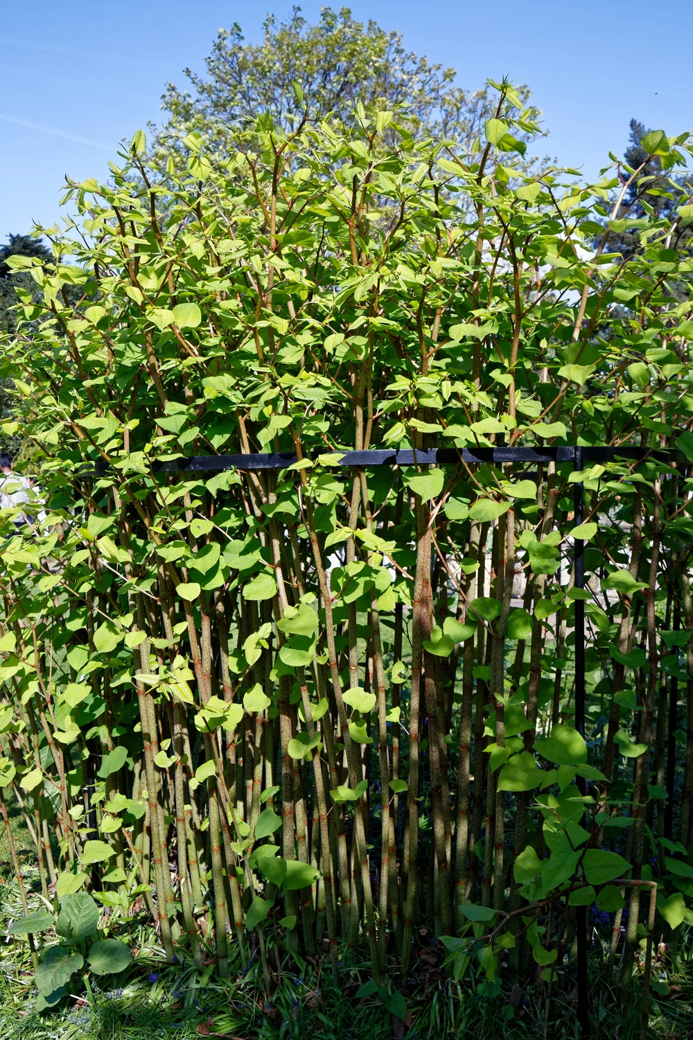 Oak Spring Garden Foundation - The World’s Most Monstrous Plants (Part II)