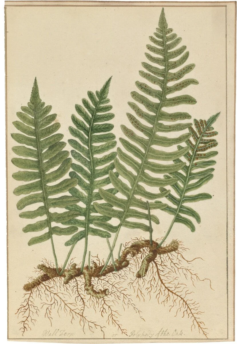 Oak Spring Garden Foundation - The World's Most Poetic Plants