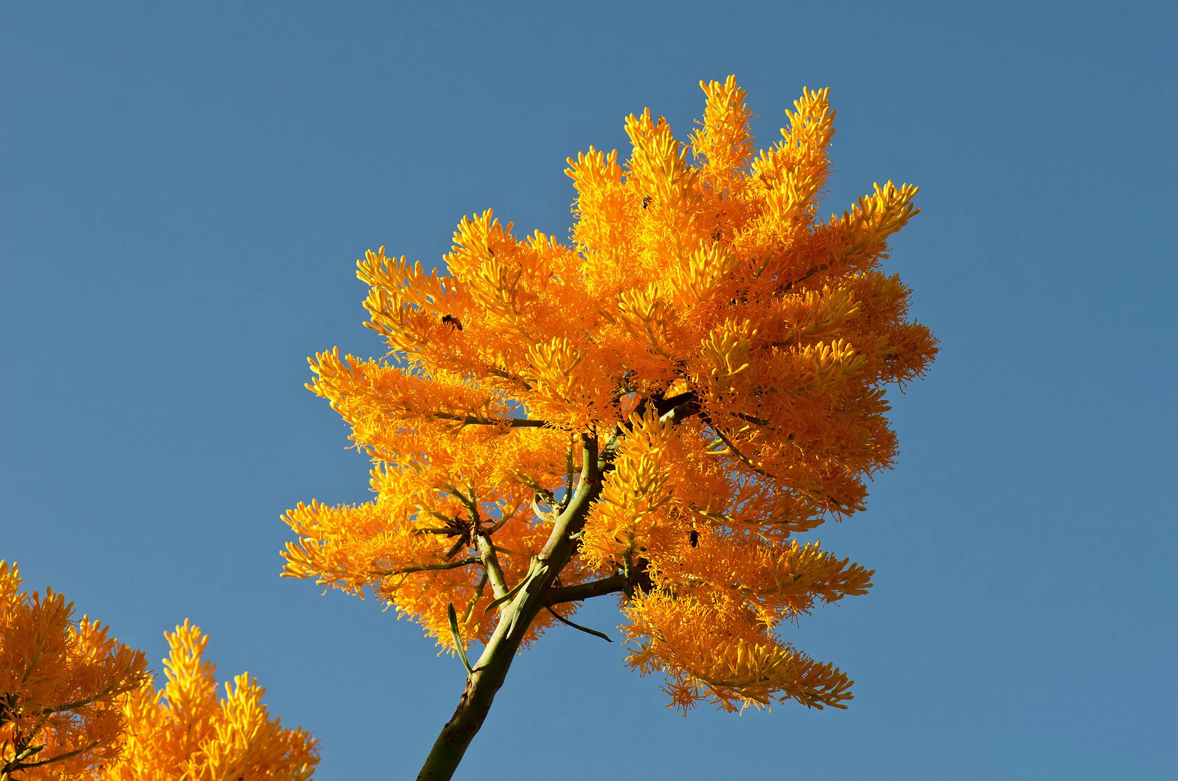 Oak Spring Garden Foundation - Fire Tree