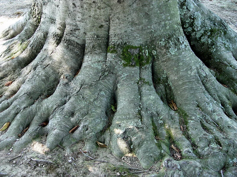 Oak Spring Garden Foundation - Caring for Old Trees