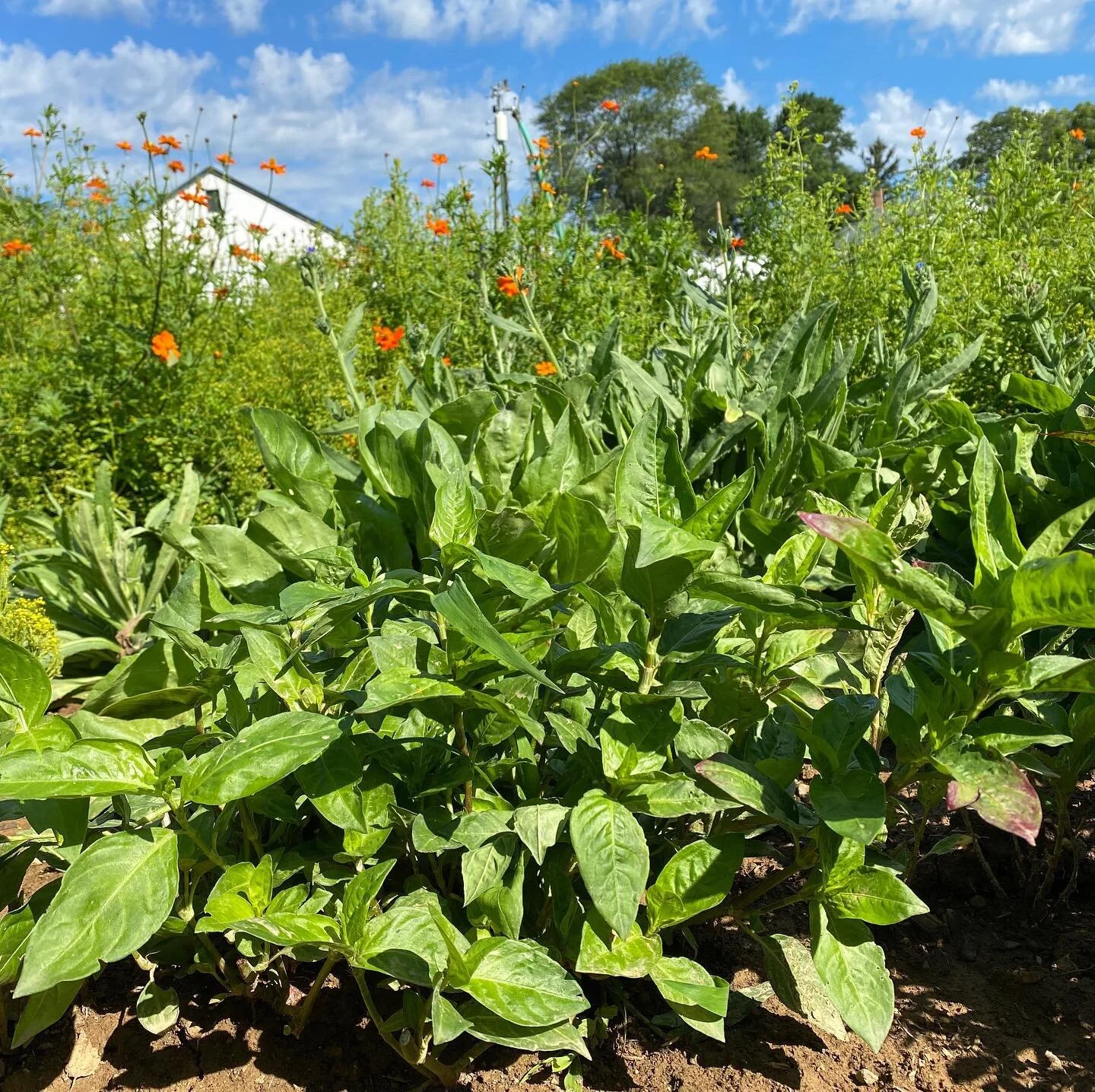 Oak Spring Garden Foundation - Gallery