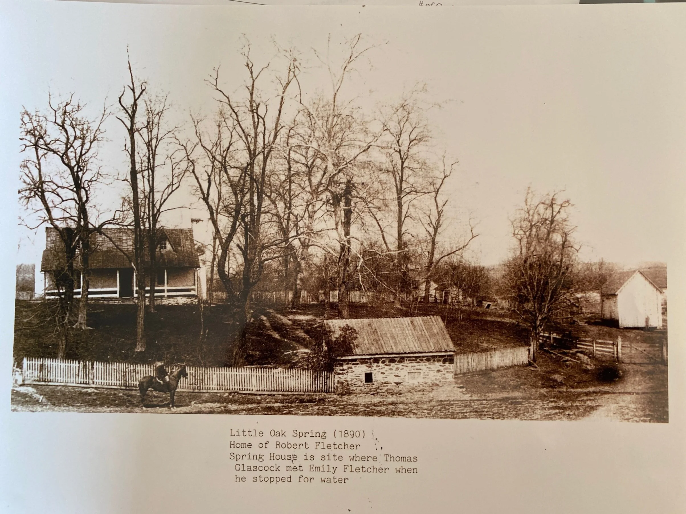 Oak Spring Garden Foundation - The "Perfect" Tree