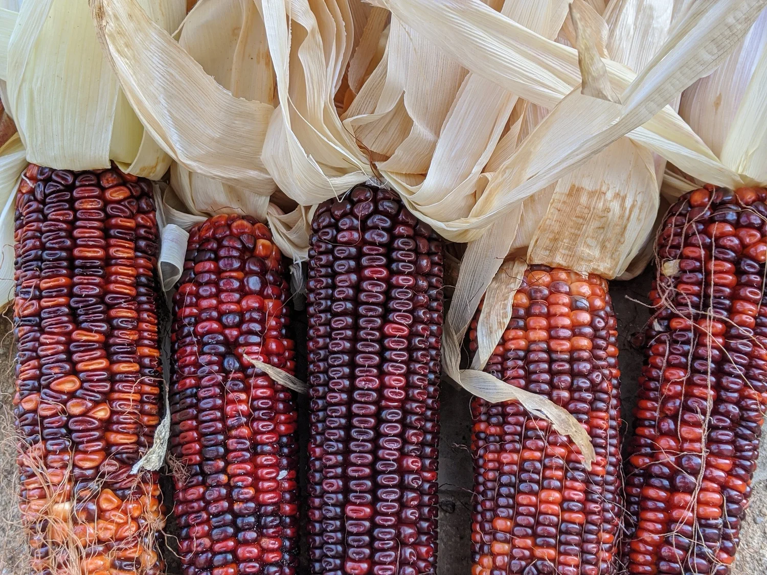 Oak Spring Garden Foundation - Helping with Harvest Season