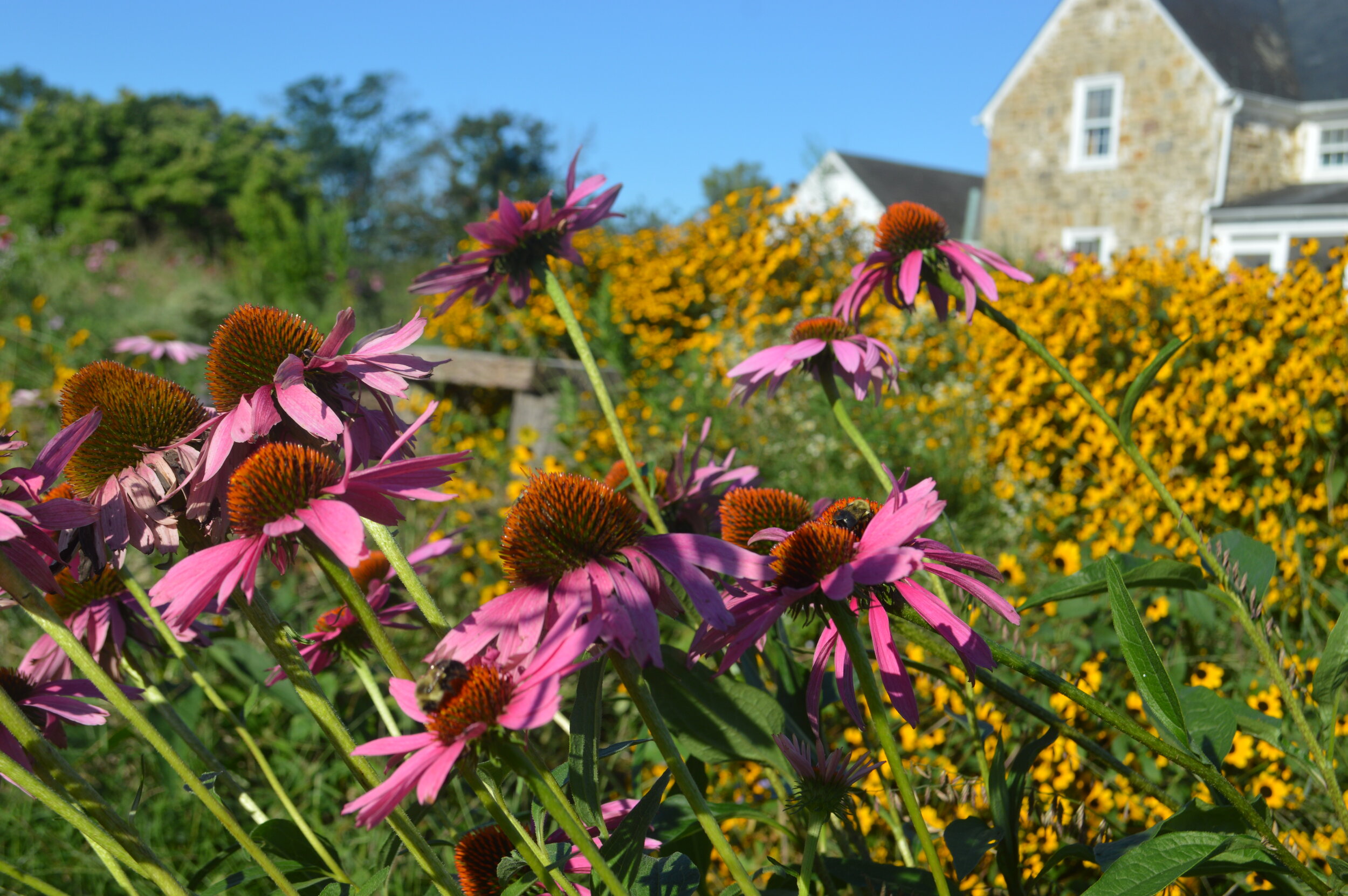 Oak Spring Garden Foundation - Beyond Bees and Butterflies