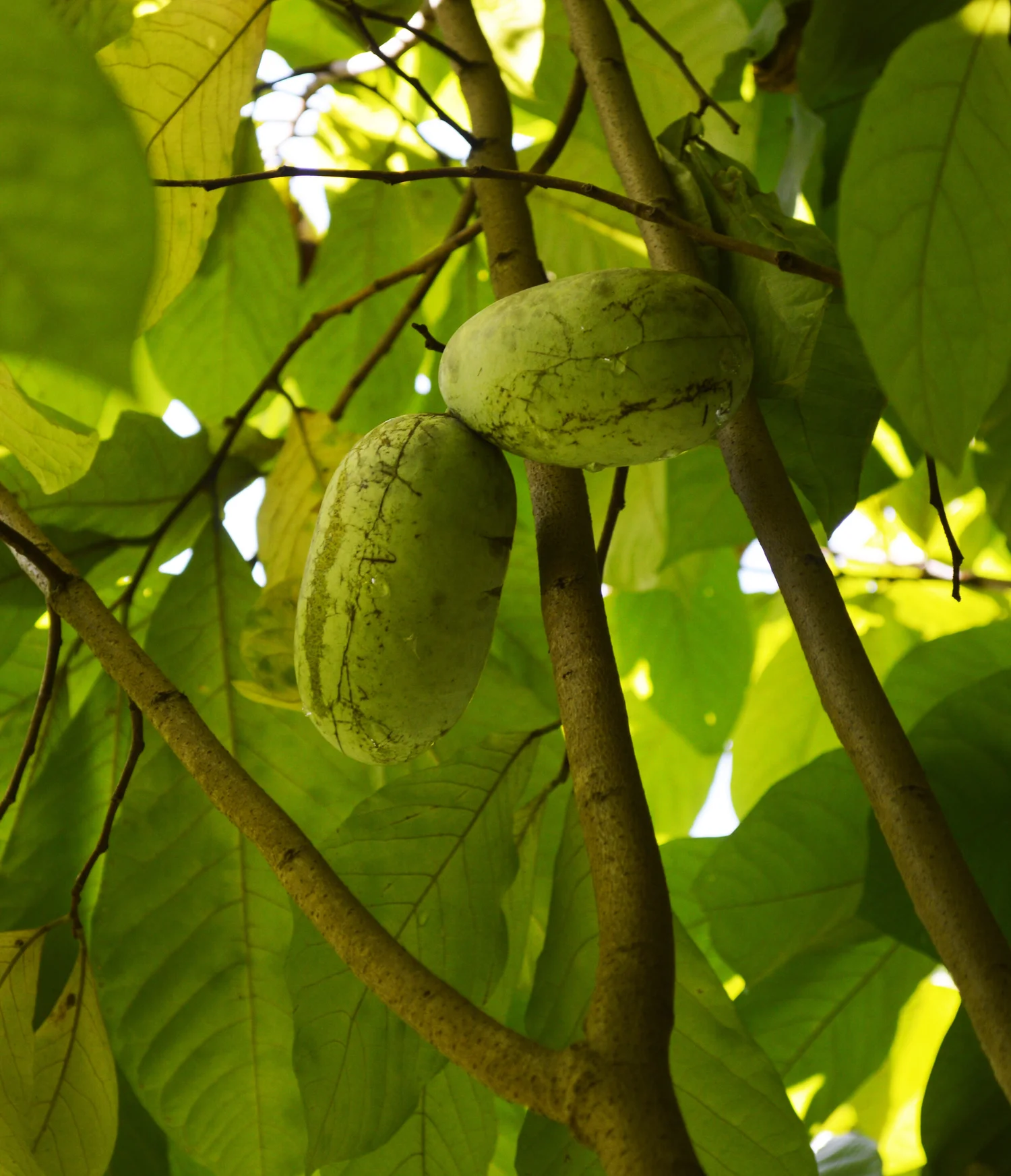 Oak Spring Garden Foundation - The Pawpaw: Forgotten and Remembered
