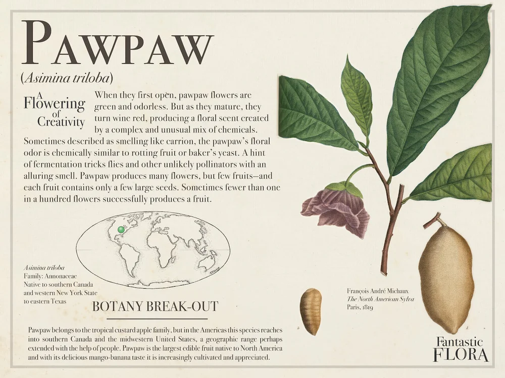 Oak Spring Garden Foundation - The Pawpaw: Forgotten and Remembered