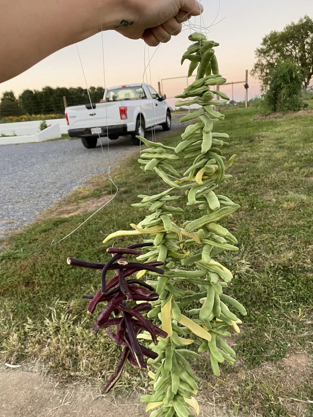 Oak Spring Garden Foundation - Leather Britches: An Appalachian ...