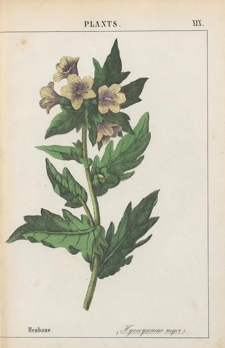 Oak Spring Garden Foundation - The World's Most Magical Plants