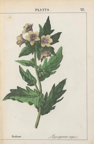 Oak Spring Garden Foundation - The World's Most Magical Plants