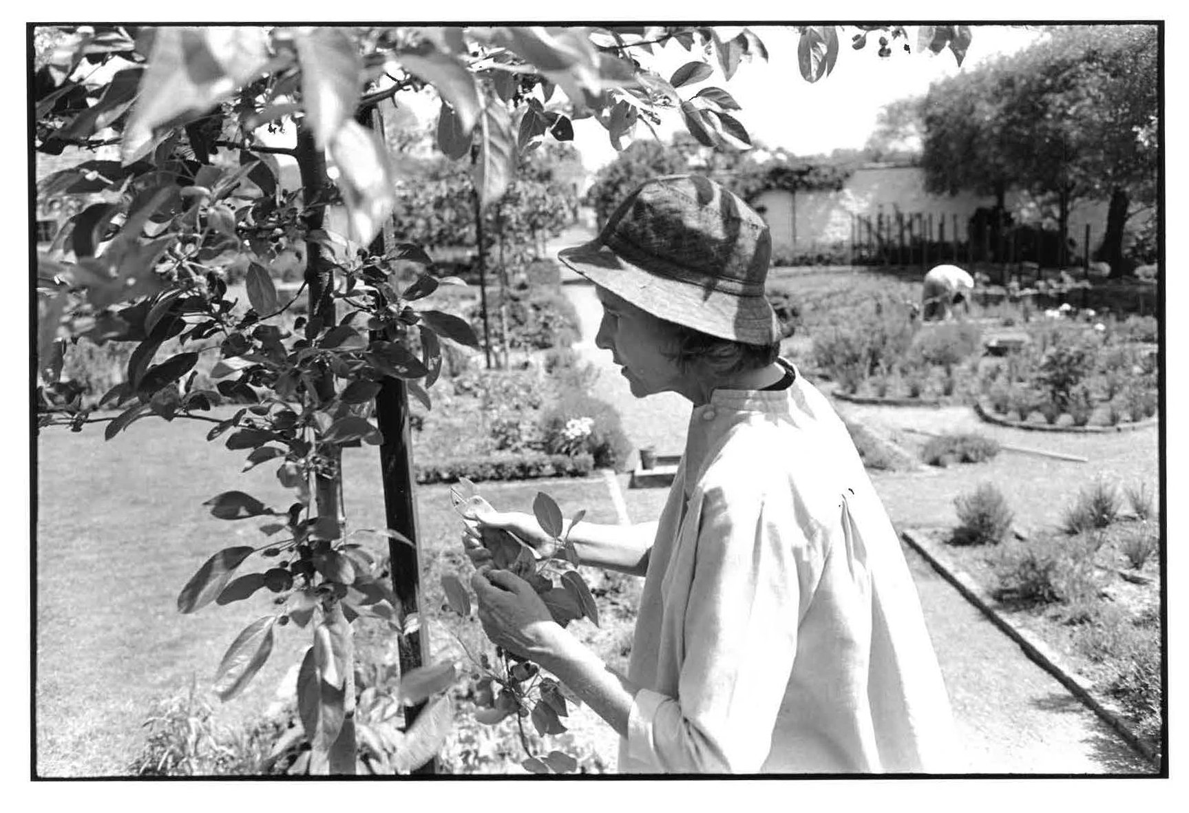Oak Spring Garden Foundation - Darlington Oak