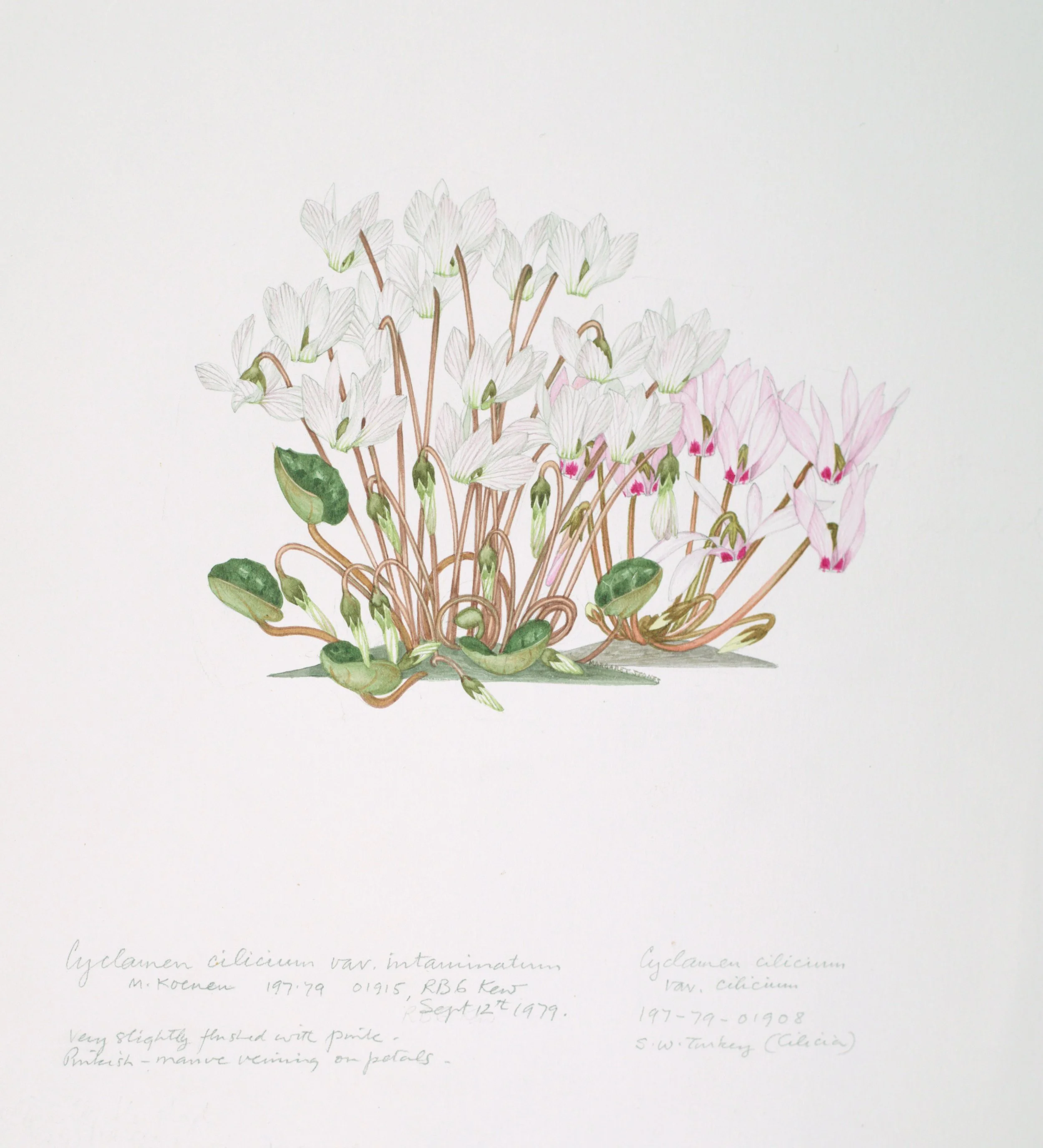 Oak Spring Garden Foundation - Autumn Appreciation: Cyclamen