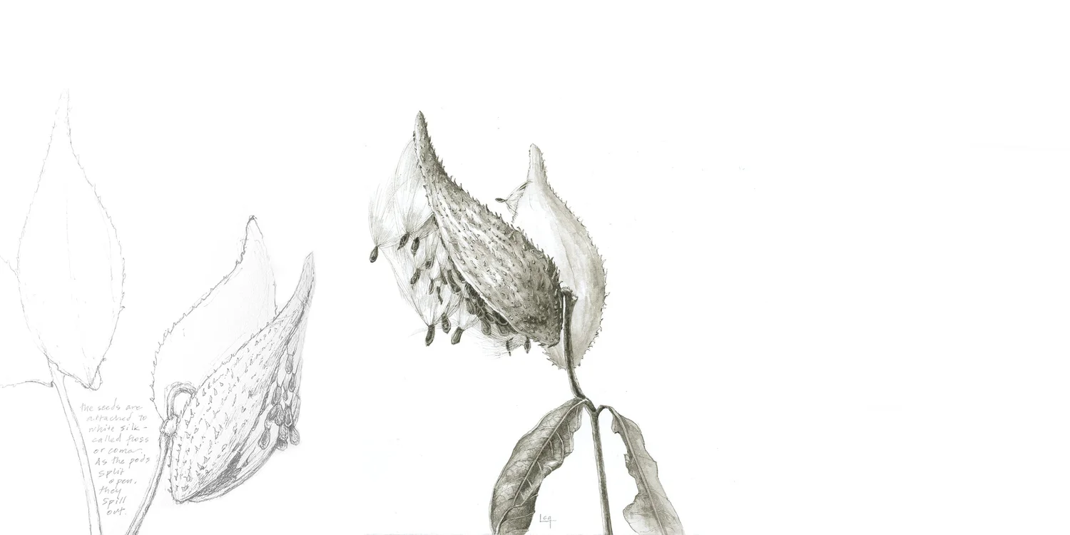Milkweed Pods Drawings