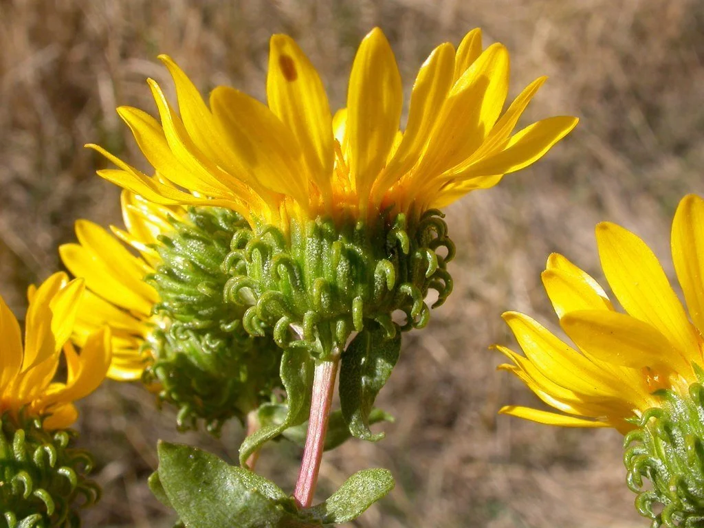 Oak Spring Garden Foundation - Twisting, Turning, and Curvy Plants