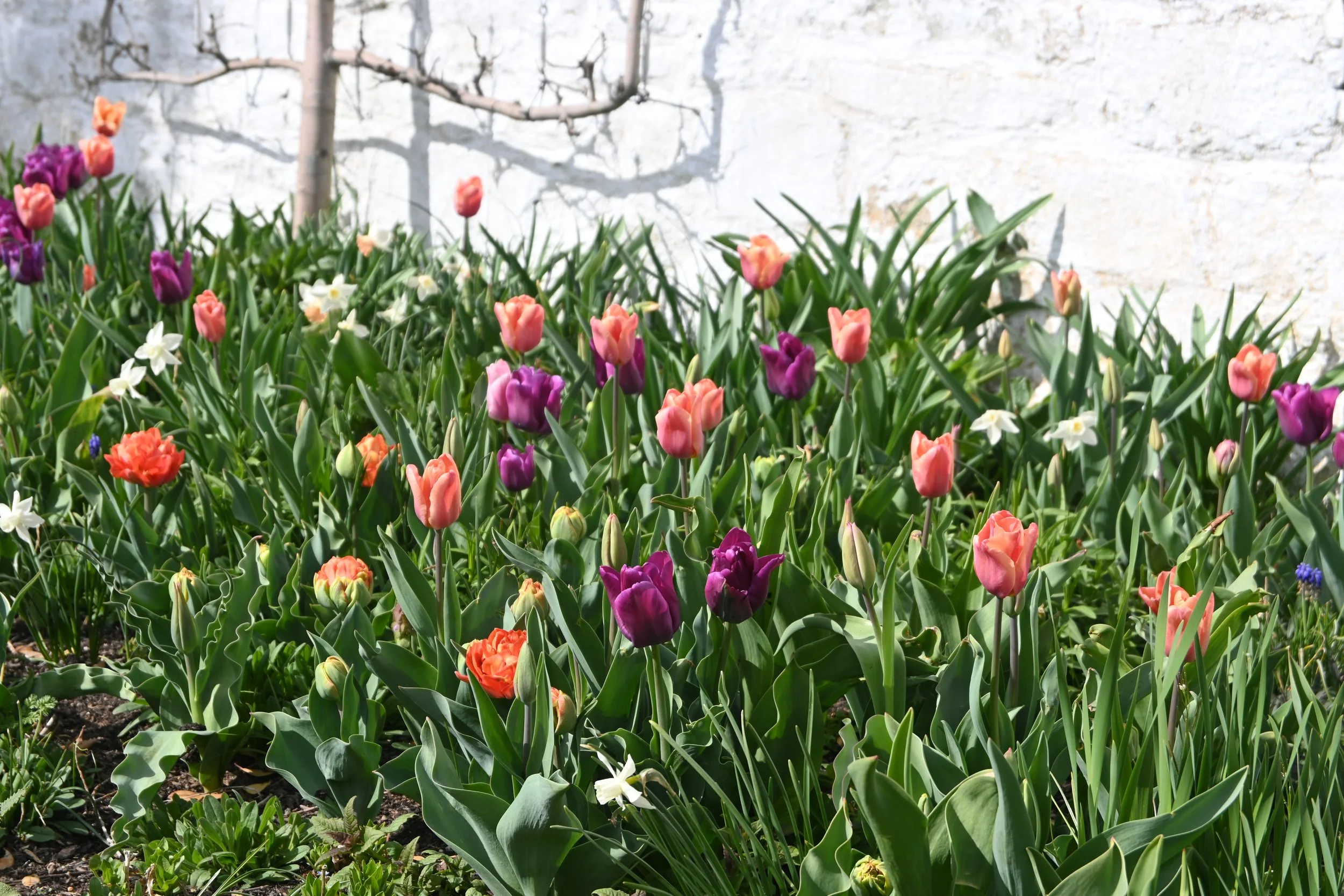Oak Spring Garden Foundation - Historic Plantswomen