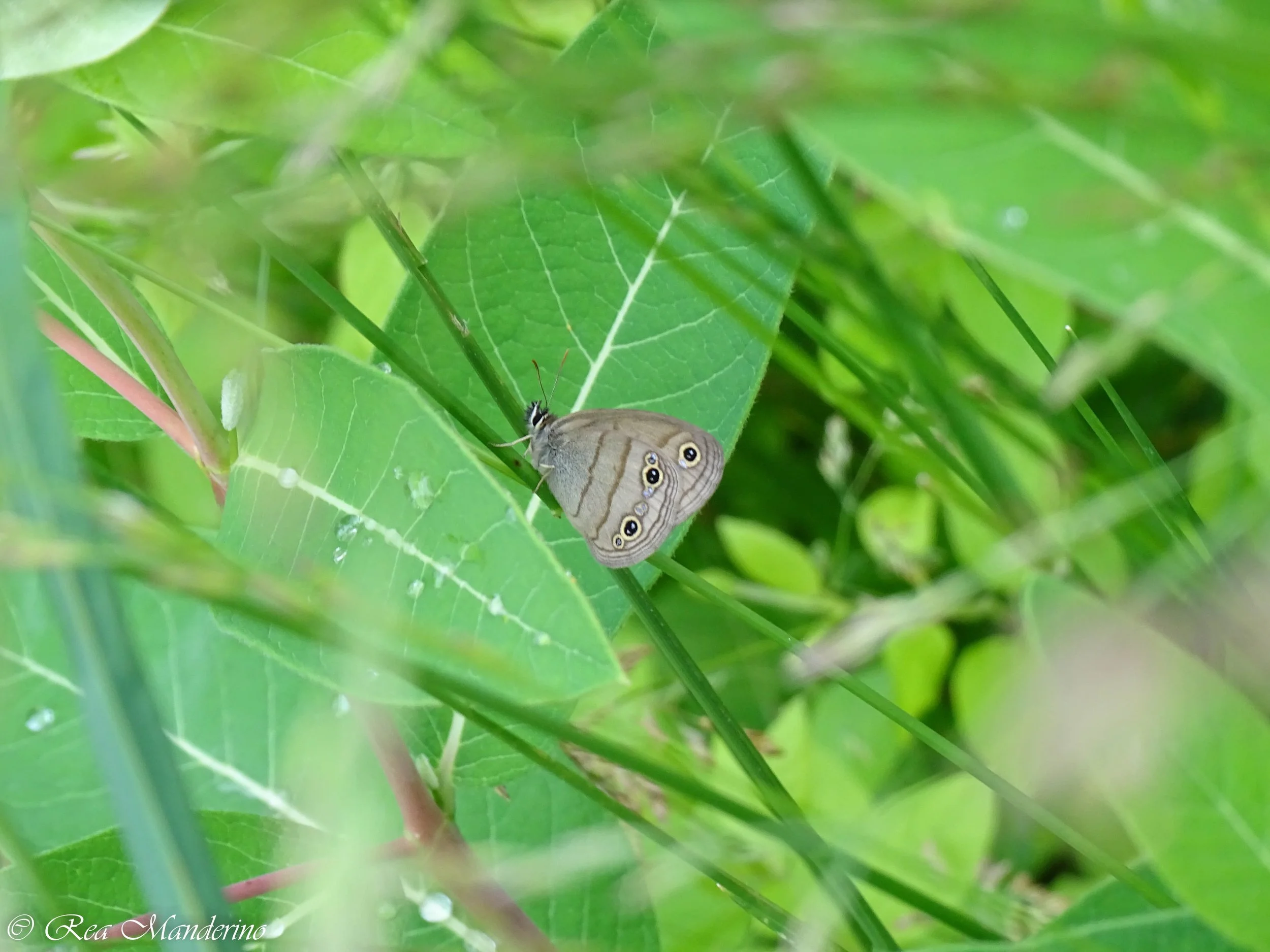 Oak Spring Garden Foundation - NABA's Annual Fourth of July Butterfly Count