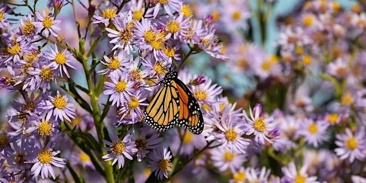 Oak Spring Garden Foundation - Monarch Tagging and Pollinator Walk