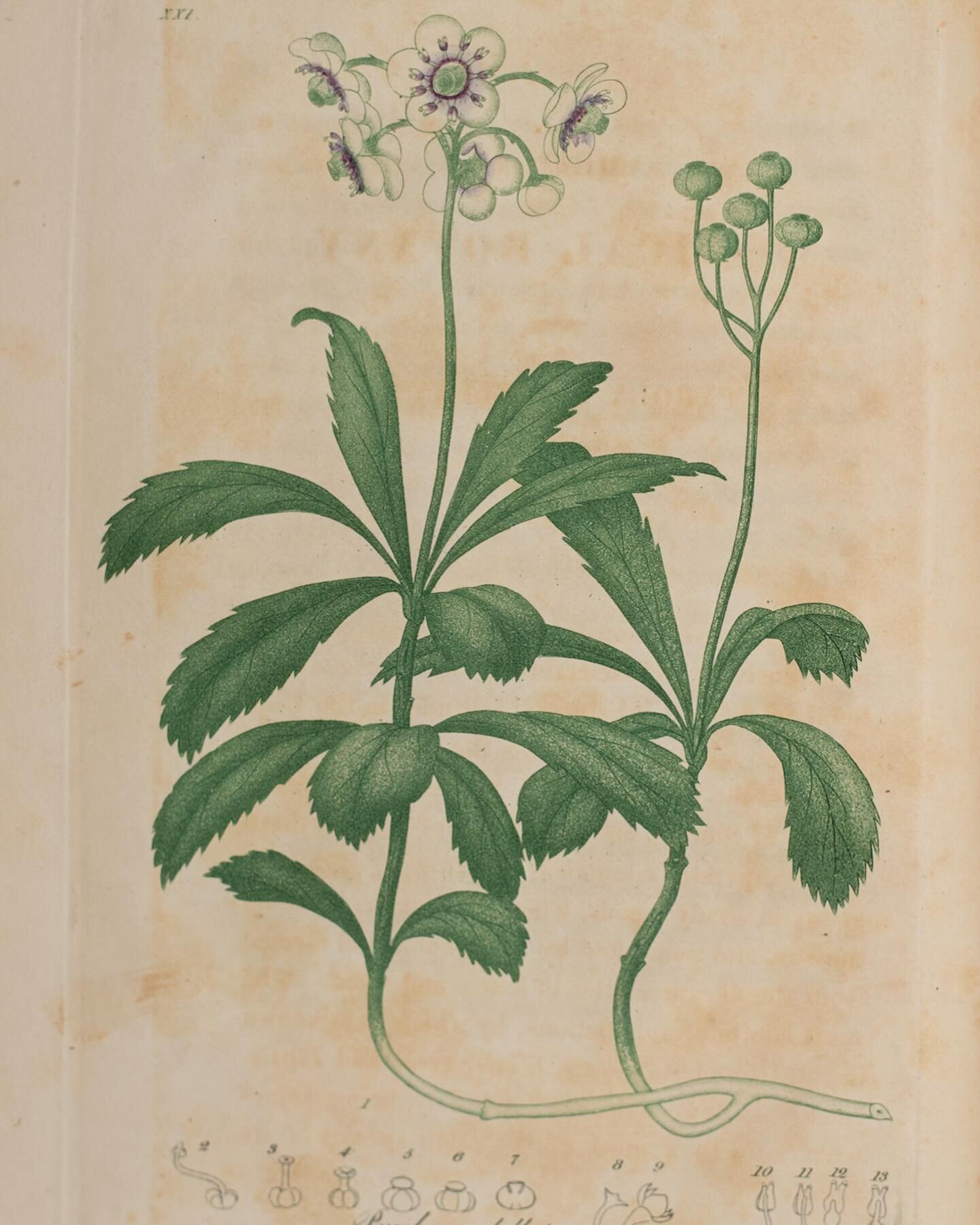 Oak Spring Garden Foundation - Gallery