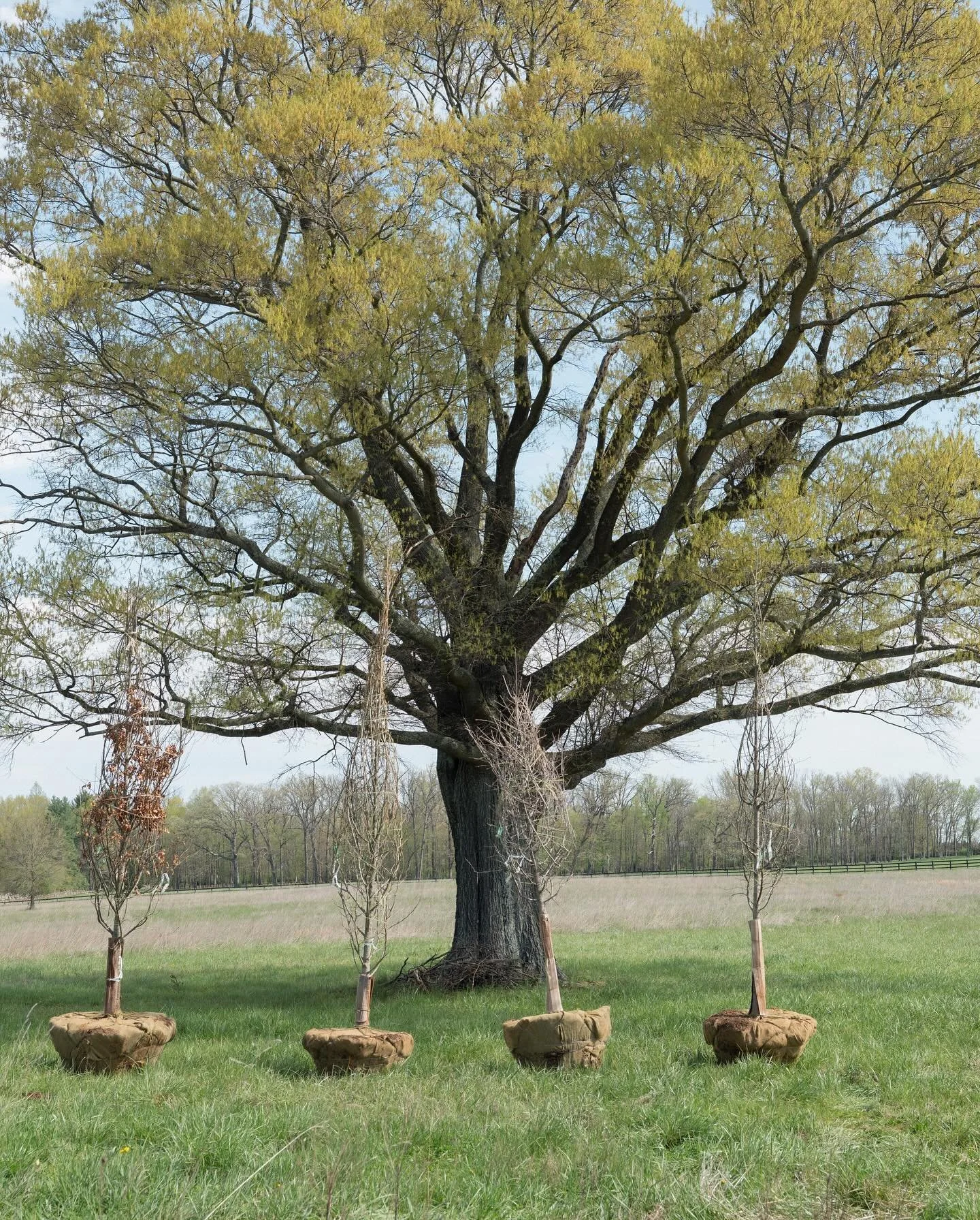 Oak Spring Garden Foundation - Gallery