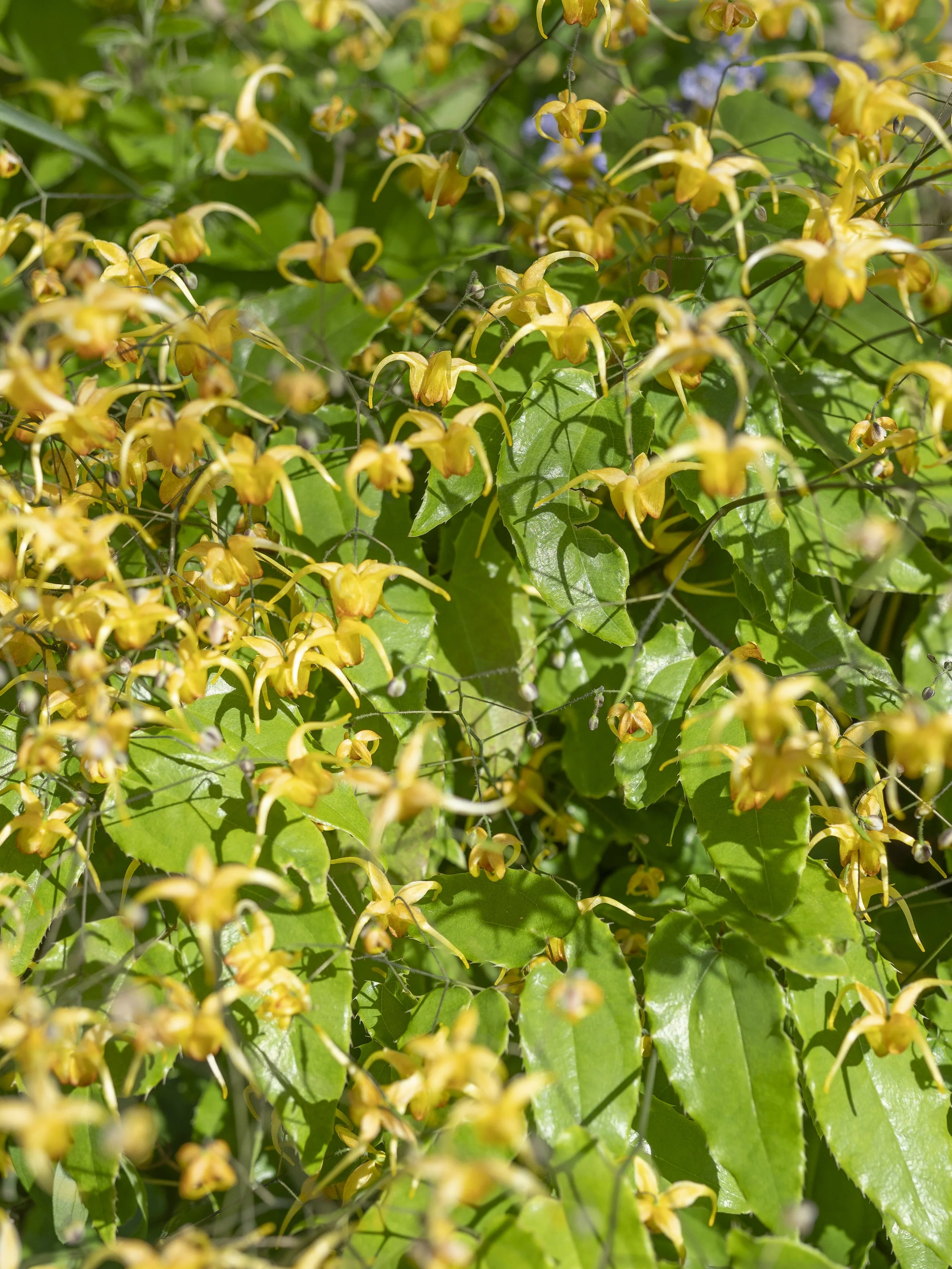 Oak Spring Garden Foundation - Gardens