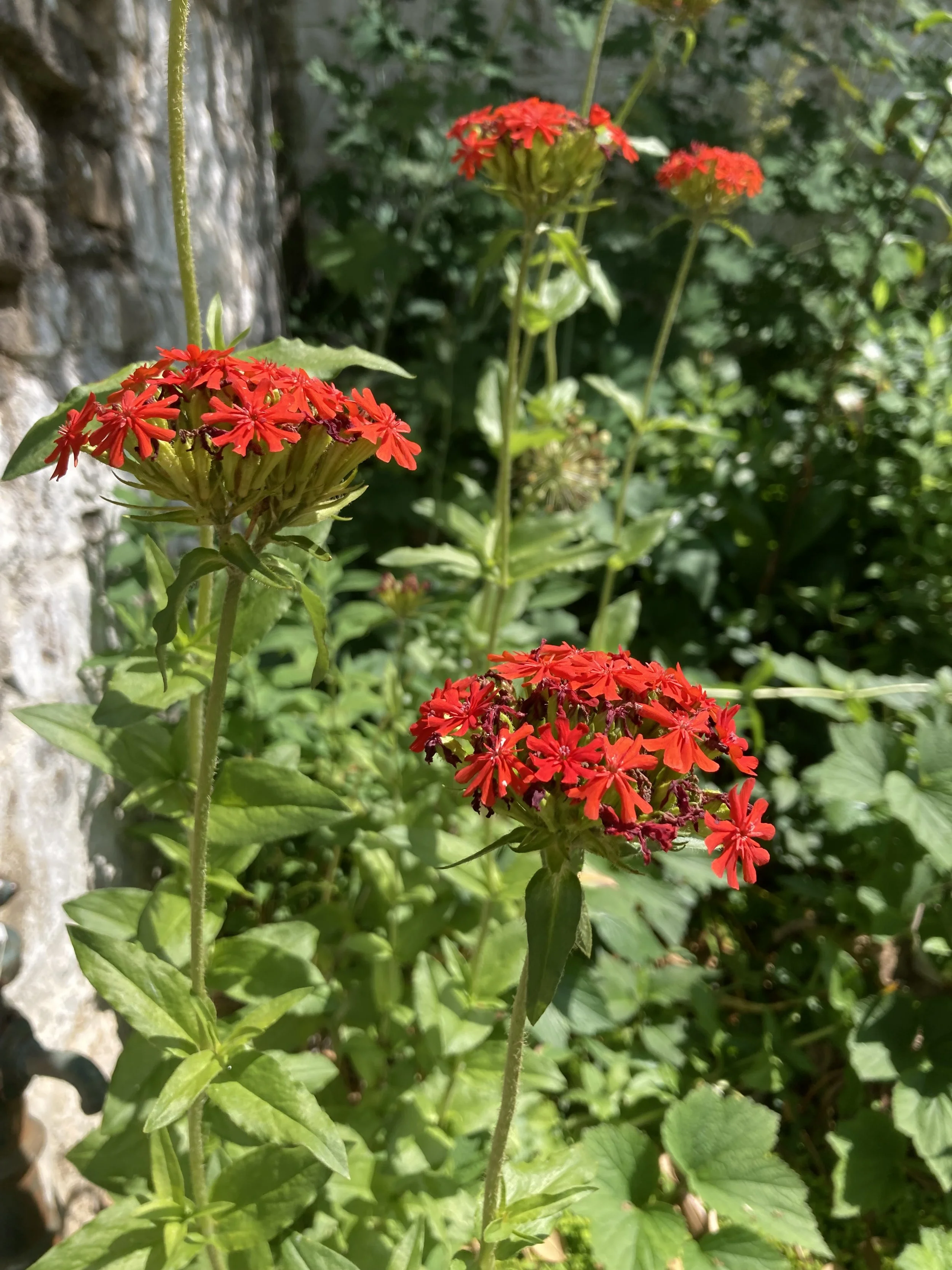 Oak Spring Garden Foundation - Gardens