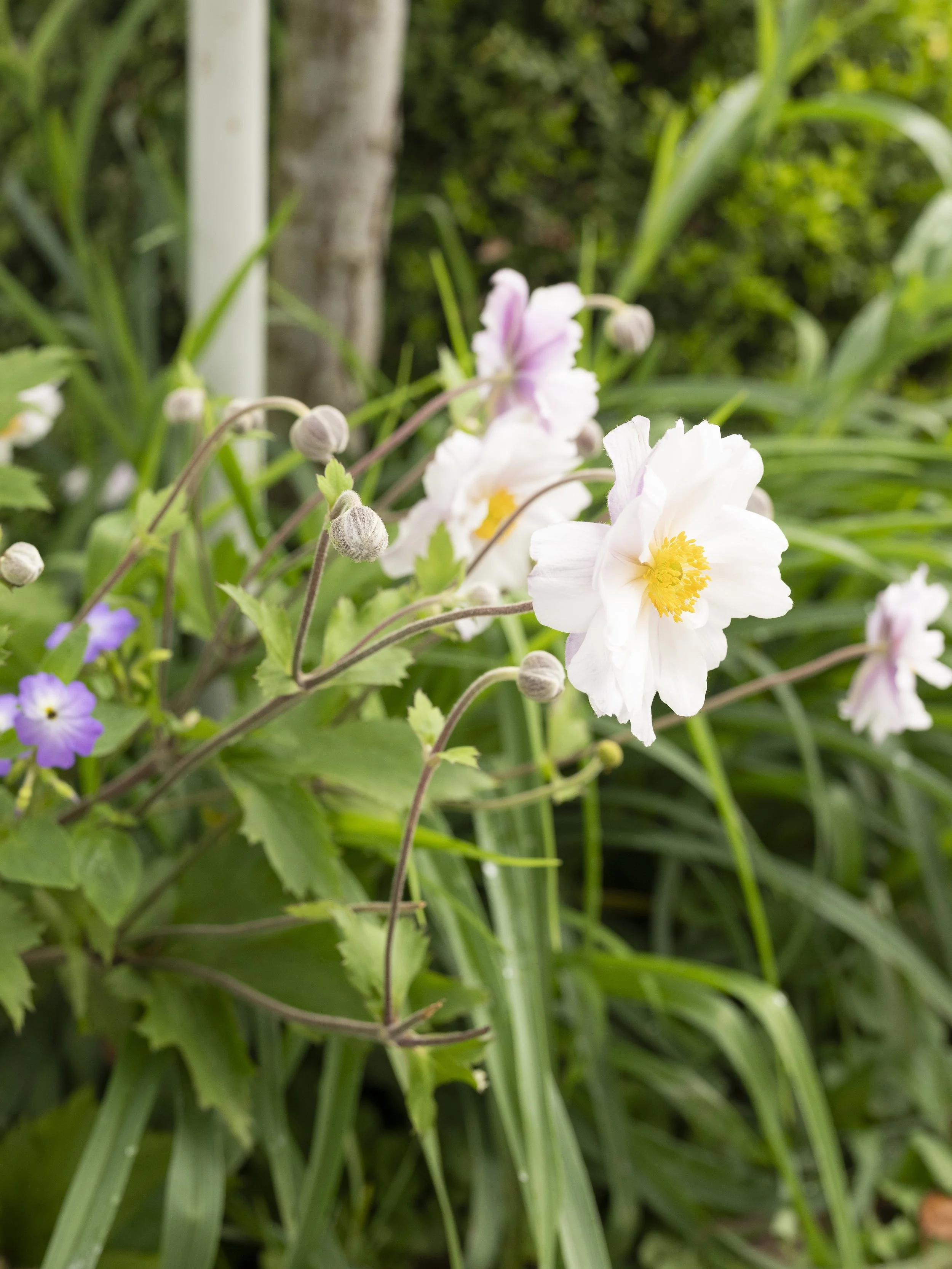 Oak Spring Garden Foundation - Gardens