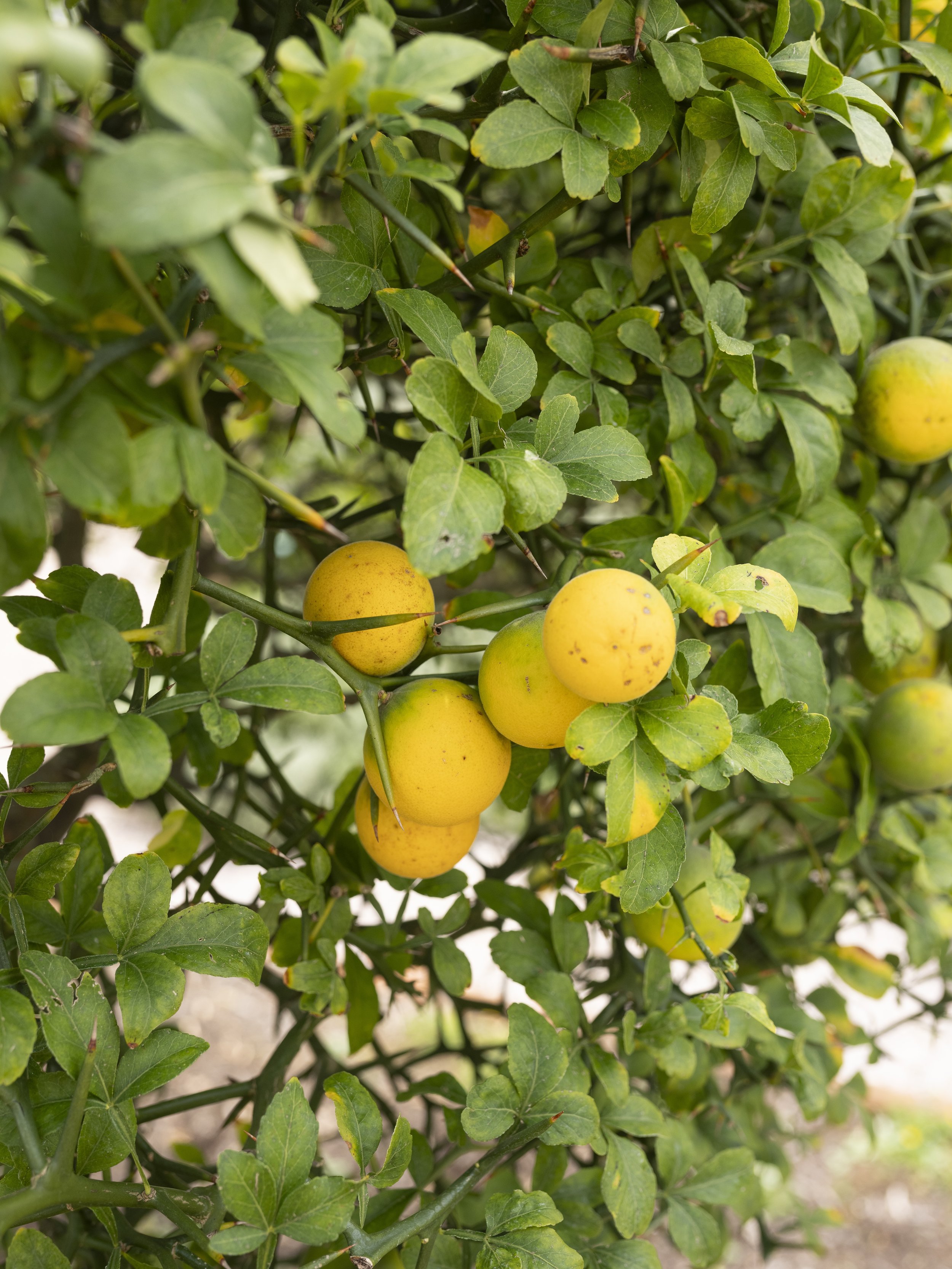 Oak Spring Garden Foundation - Gardens