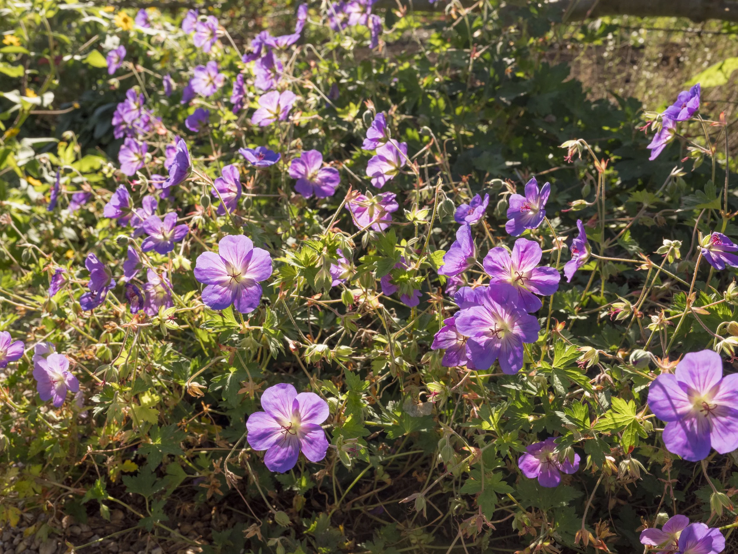 Oak Spring Garden Foundation - Gardens