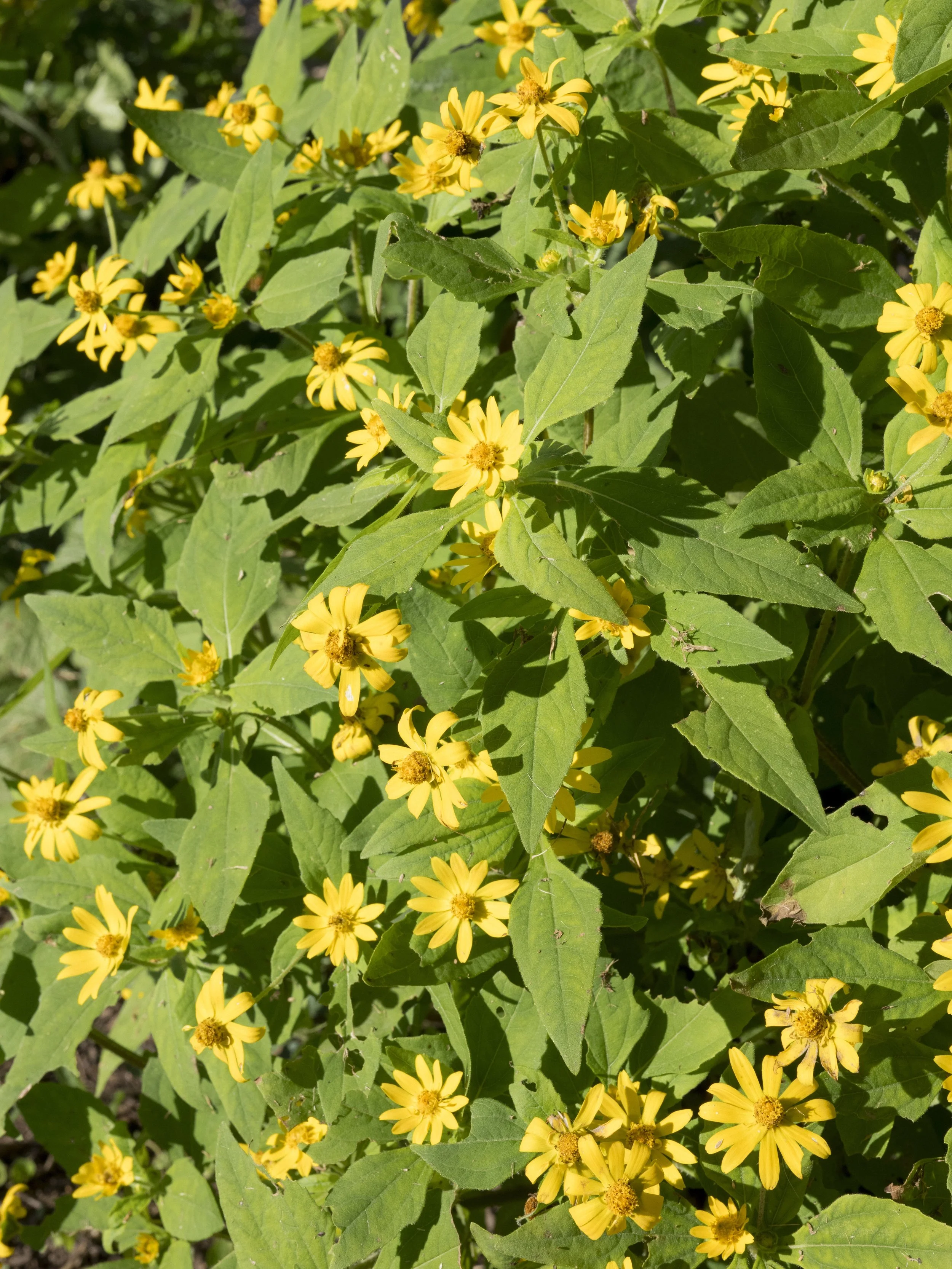 Oak Spring Garden Foundation - Gardens