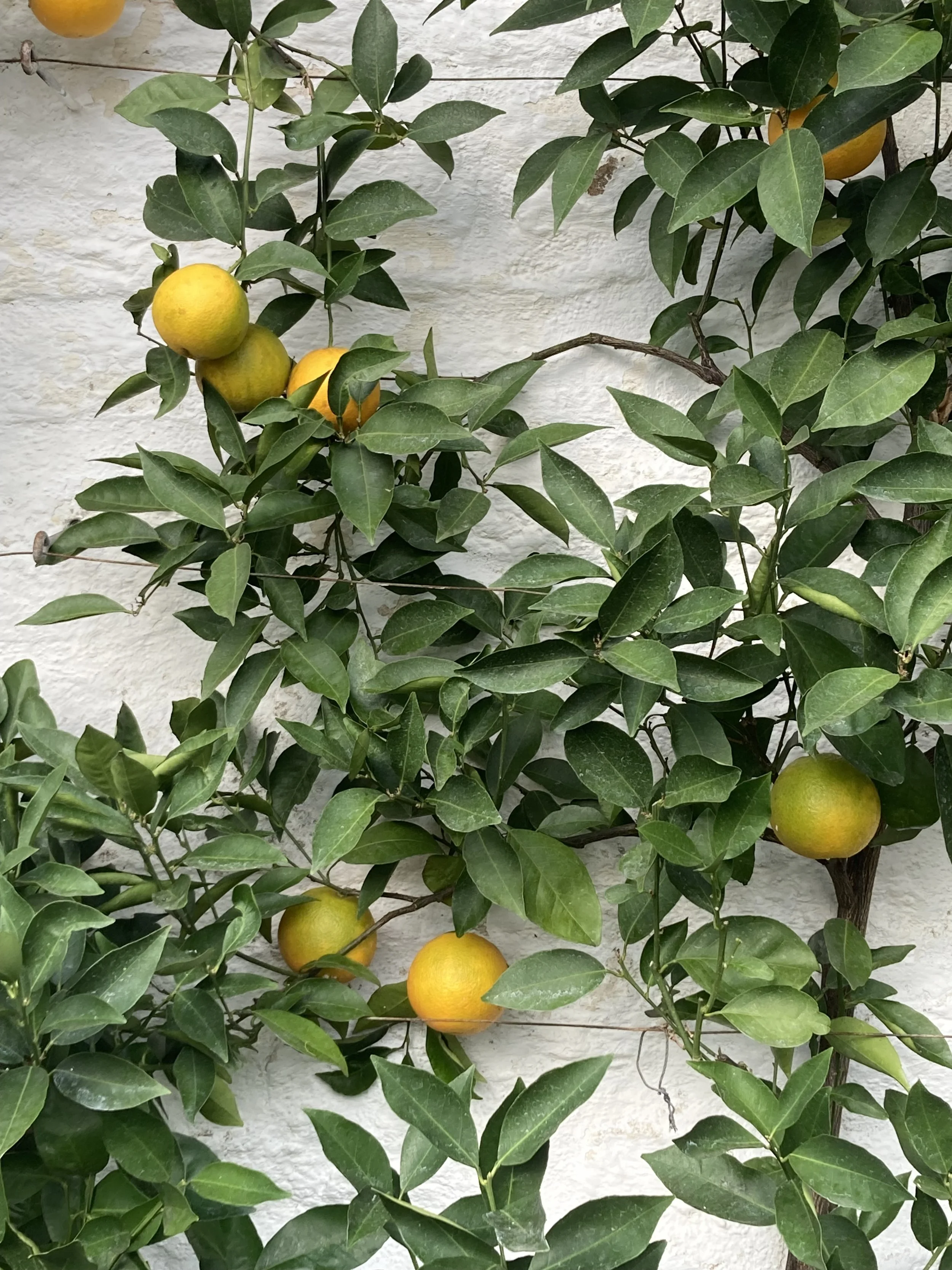 Oak Spring Garden Foundation - Gardens