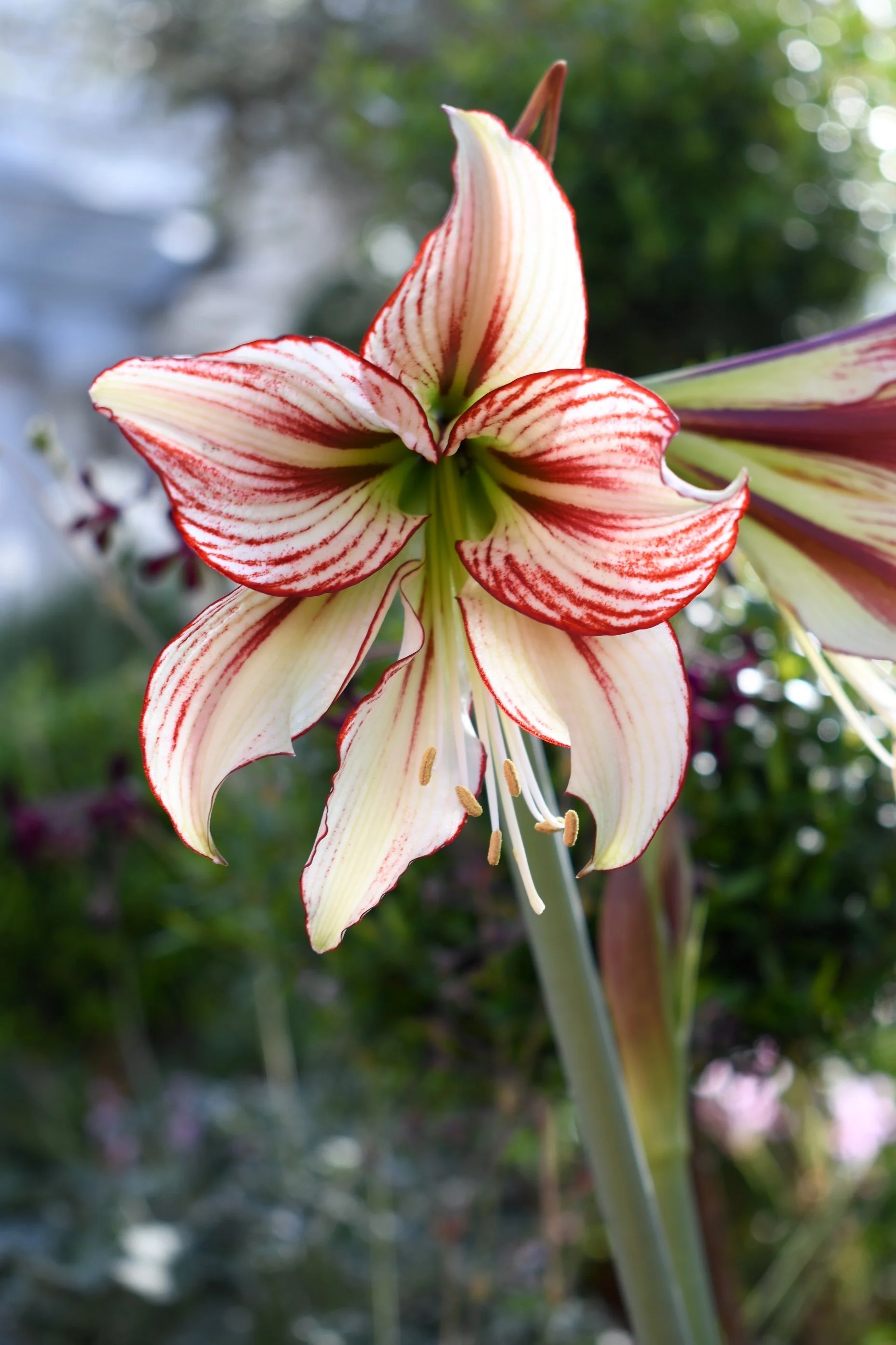 Oak Spring Garden Foundation - Gardens