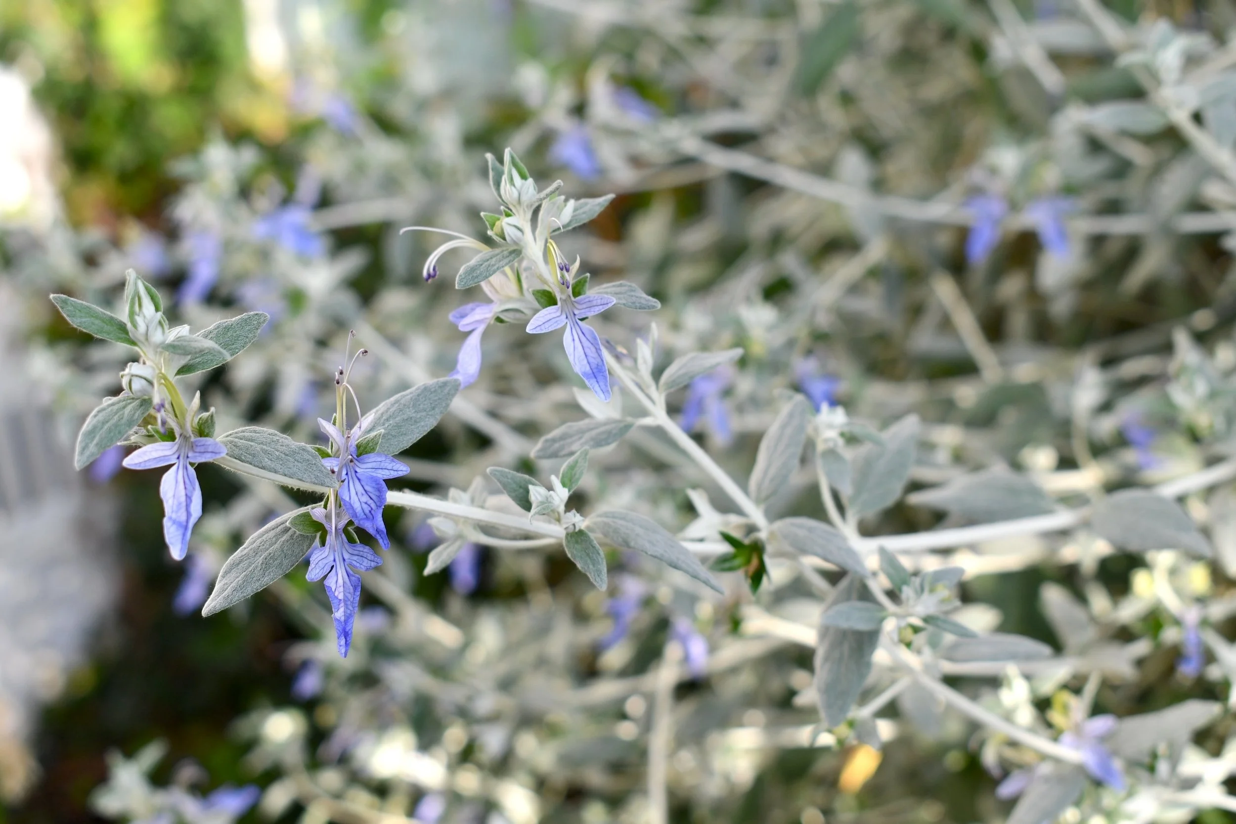 Oak Spring Garden Foundation - Gardens