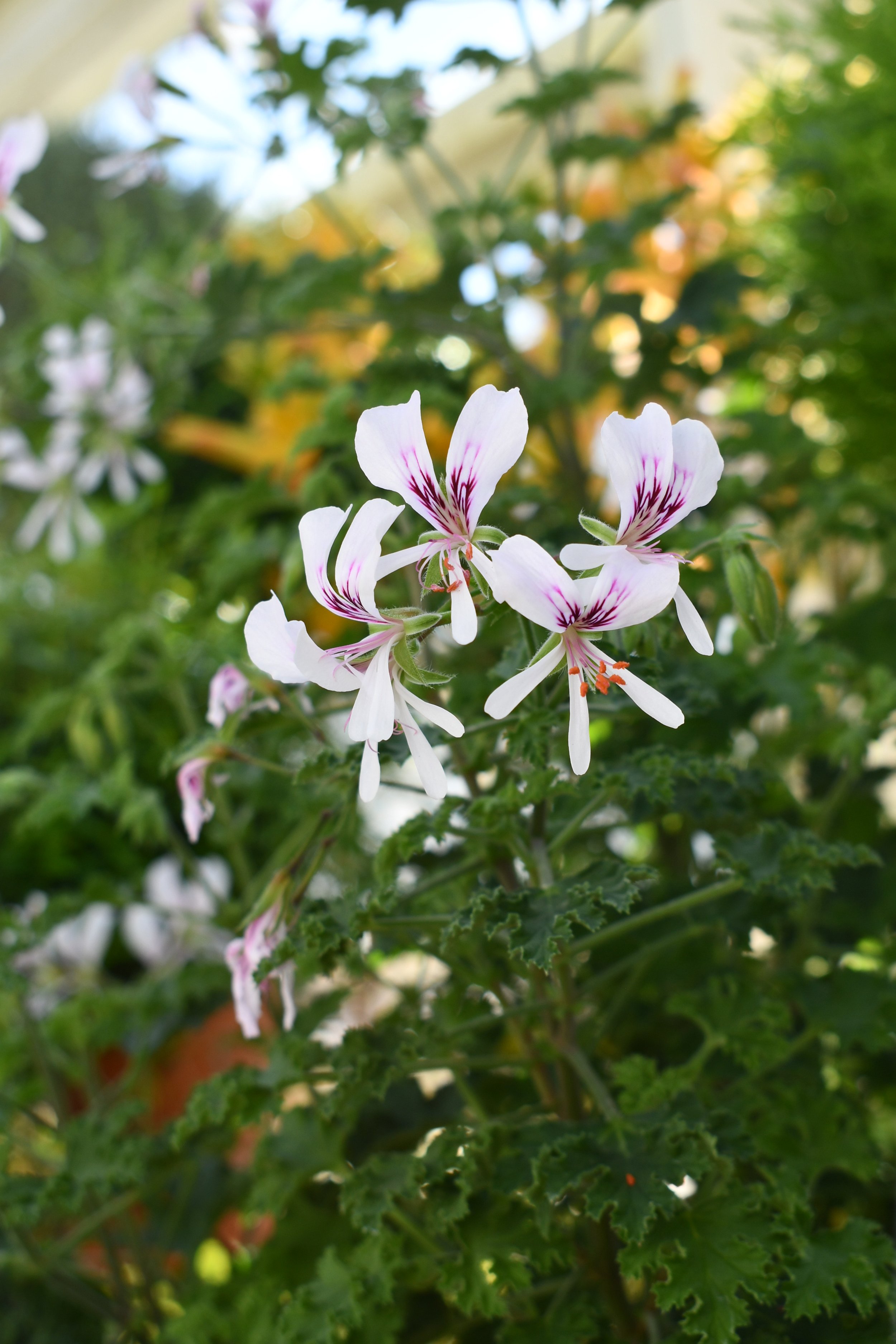 Oak Spring Garden Foundation - Gardens