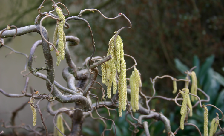 Oak Spring Garden Foundation - Twisting, Turning, and Curvy Plants