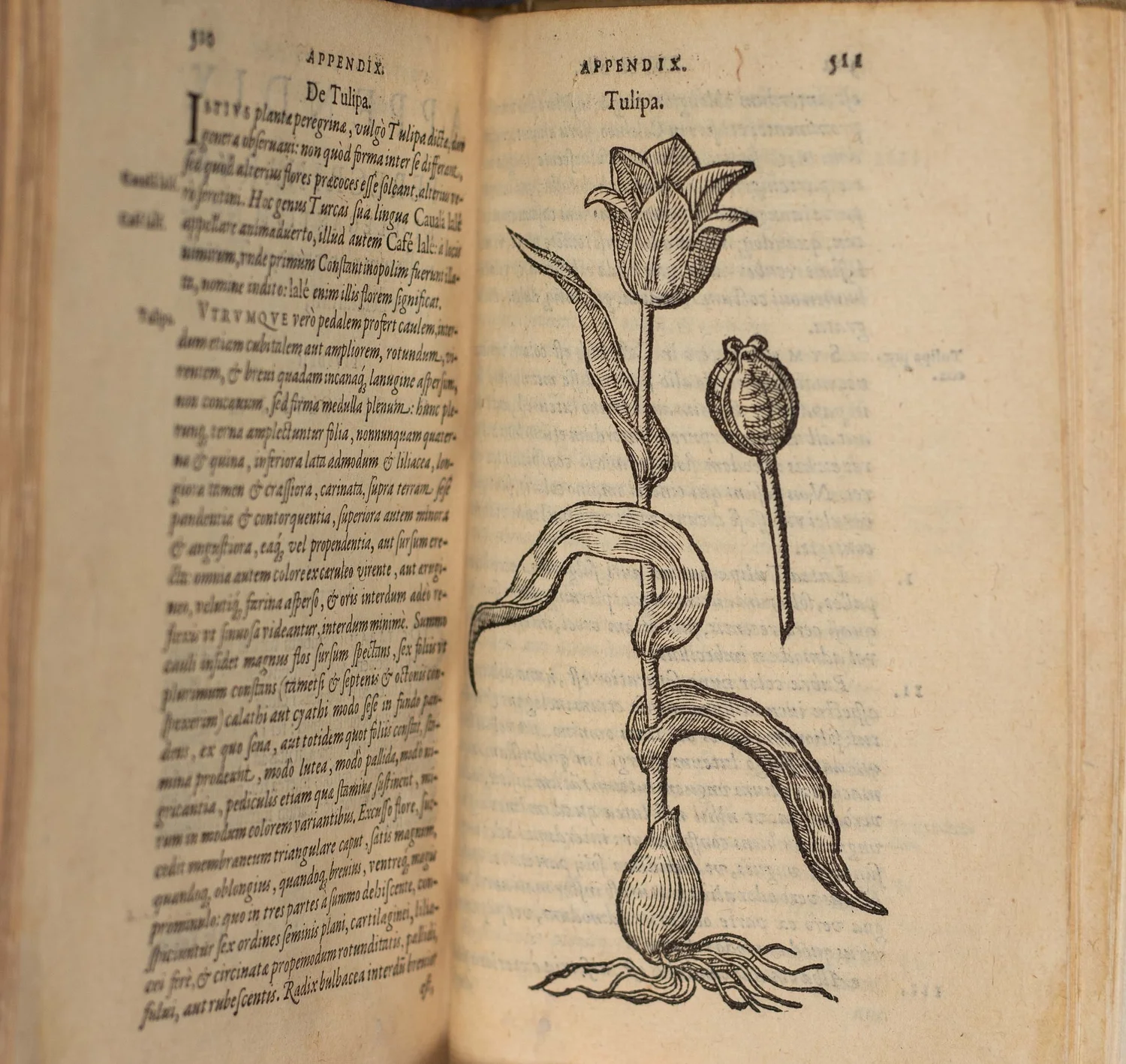 Oak Spring Garden Foundation - Carolus Clusius