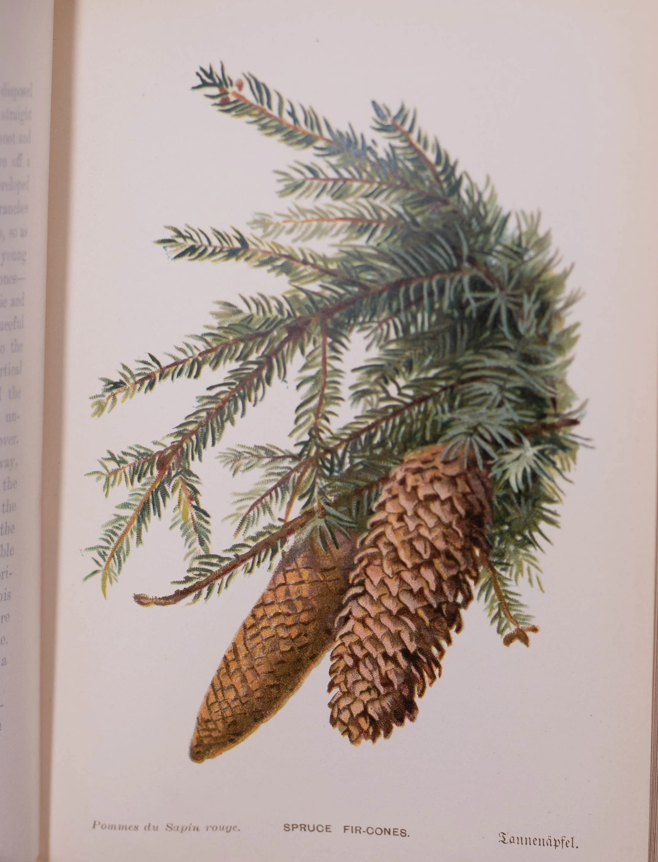 Oak Spring Garden Foundation - The Science Behind Evergreens