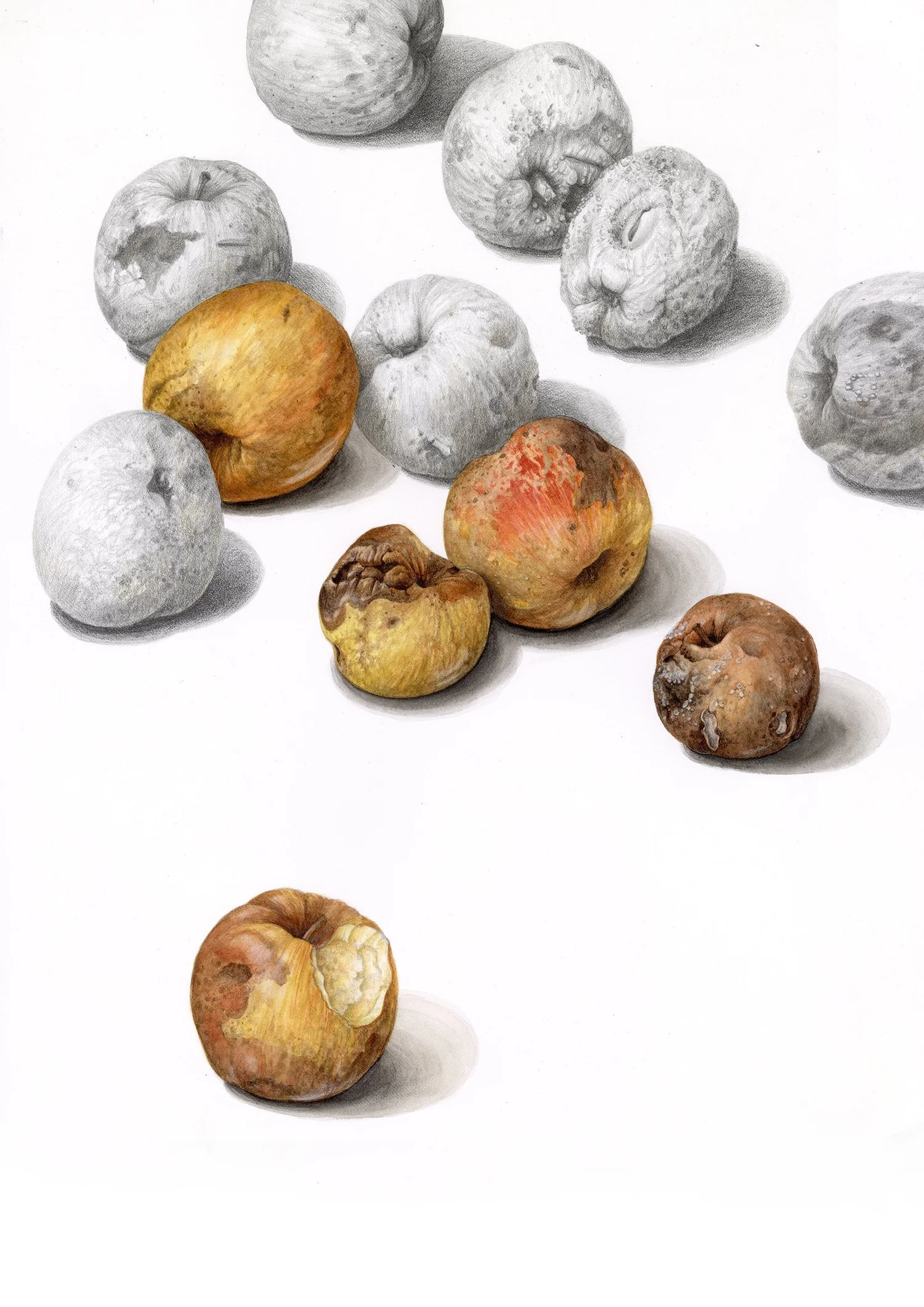 Oak Spring Garden Foundation - Irina Neacsu, 2022