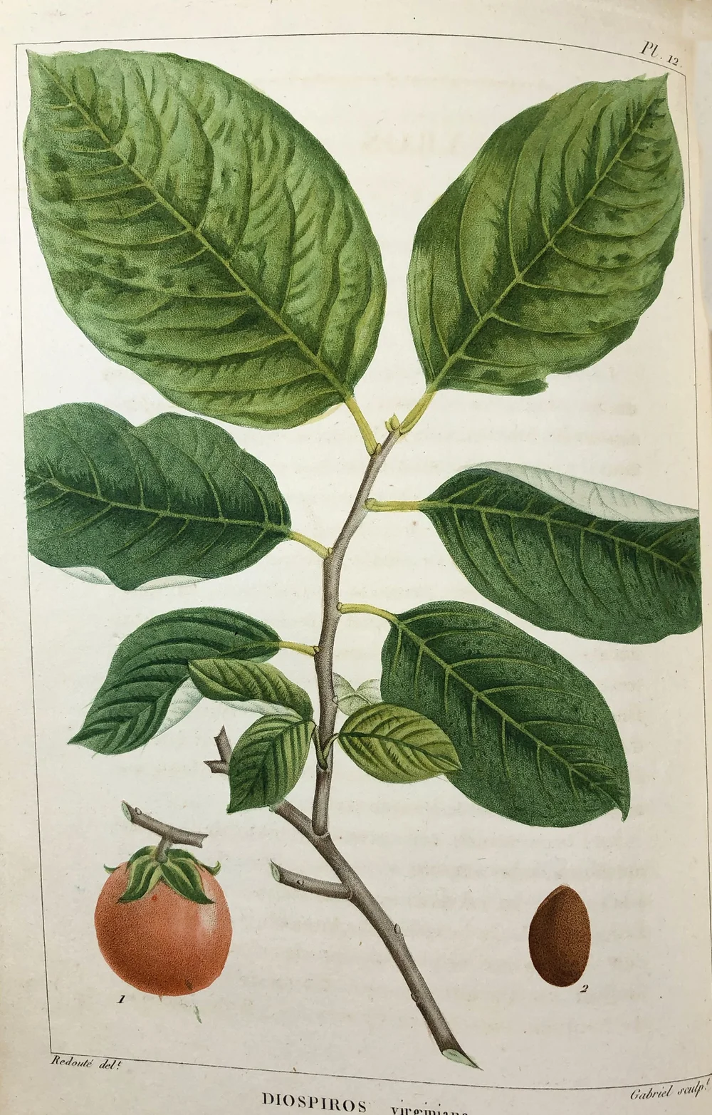 Oak Spring Garden Foundation - A Divine Fruit: The American Persimmon