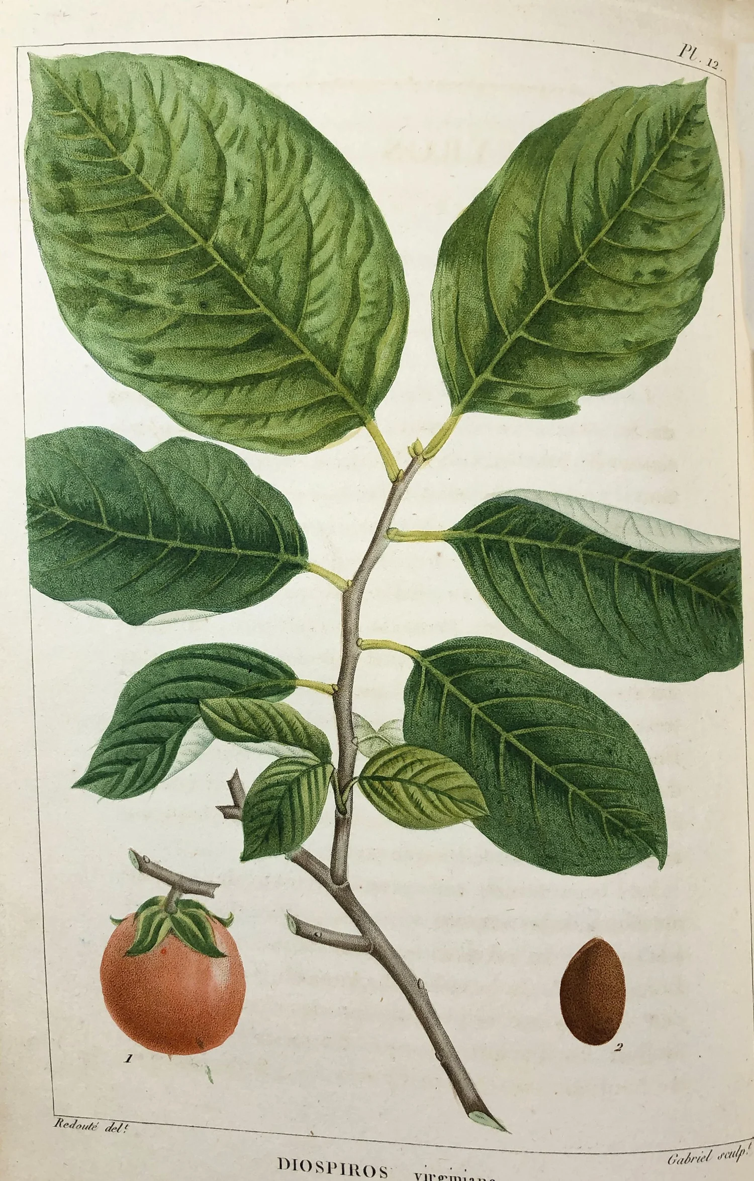 Oak Spring Garden Foundation - A Divine Fruit: The American Persimmon